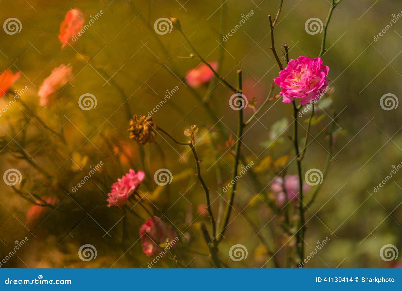 Flora Y Fauna En Fraser Hills Foto de archivo - Imagen de flora ...