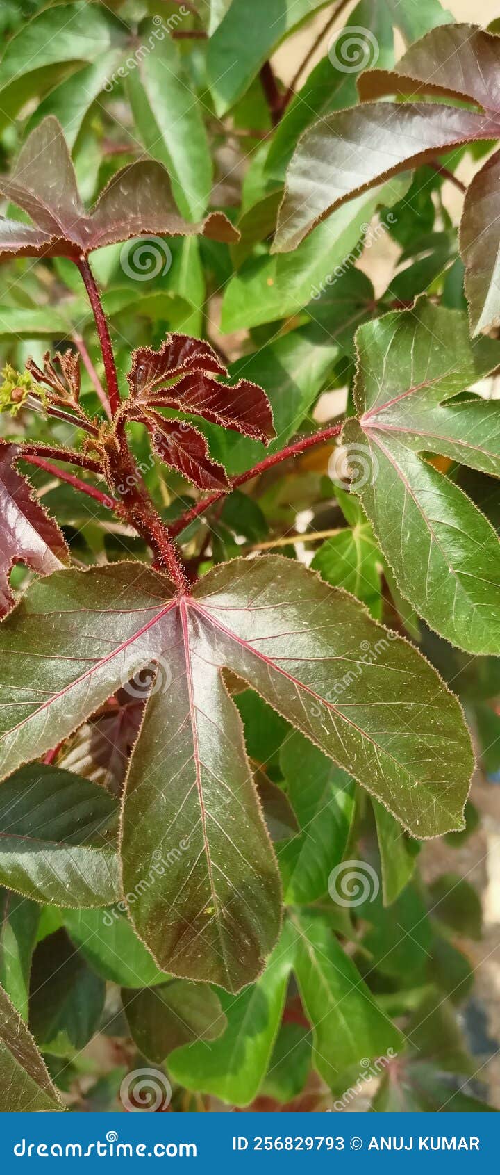 Flora of Zimbabwe Tree Plants Stock Image - Image of deciduous, flower ...