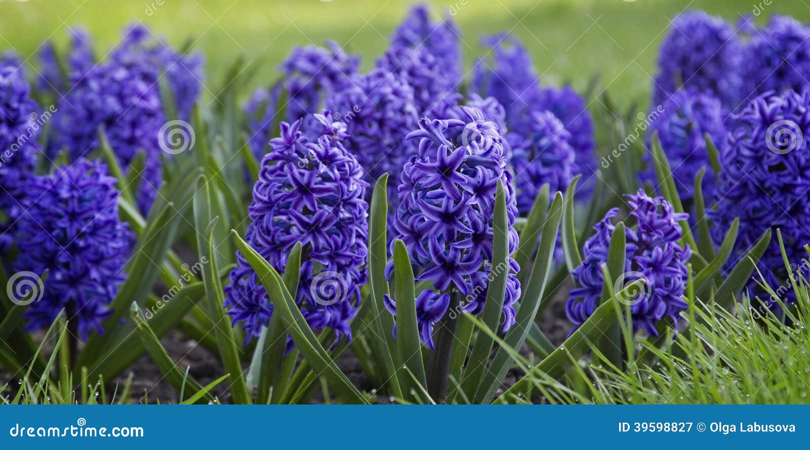 Floración Azul De Los Jacintos Imagen de archivo - Imagen de vibrante ...
