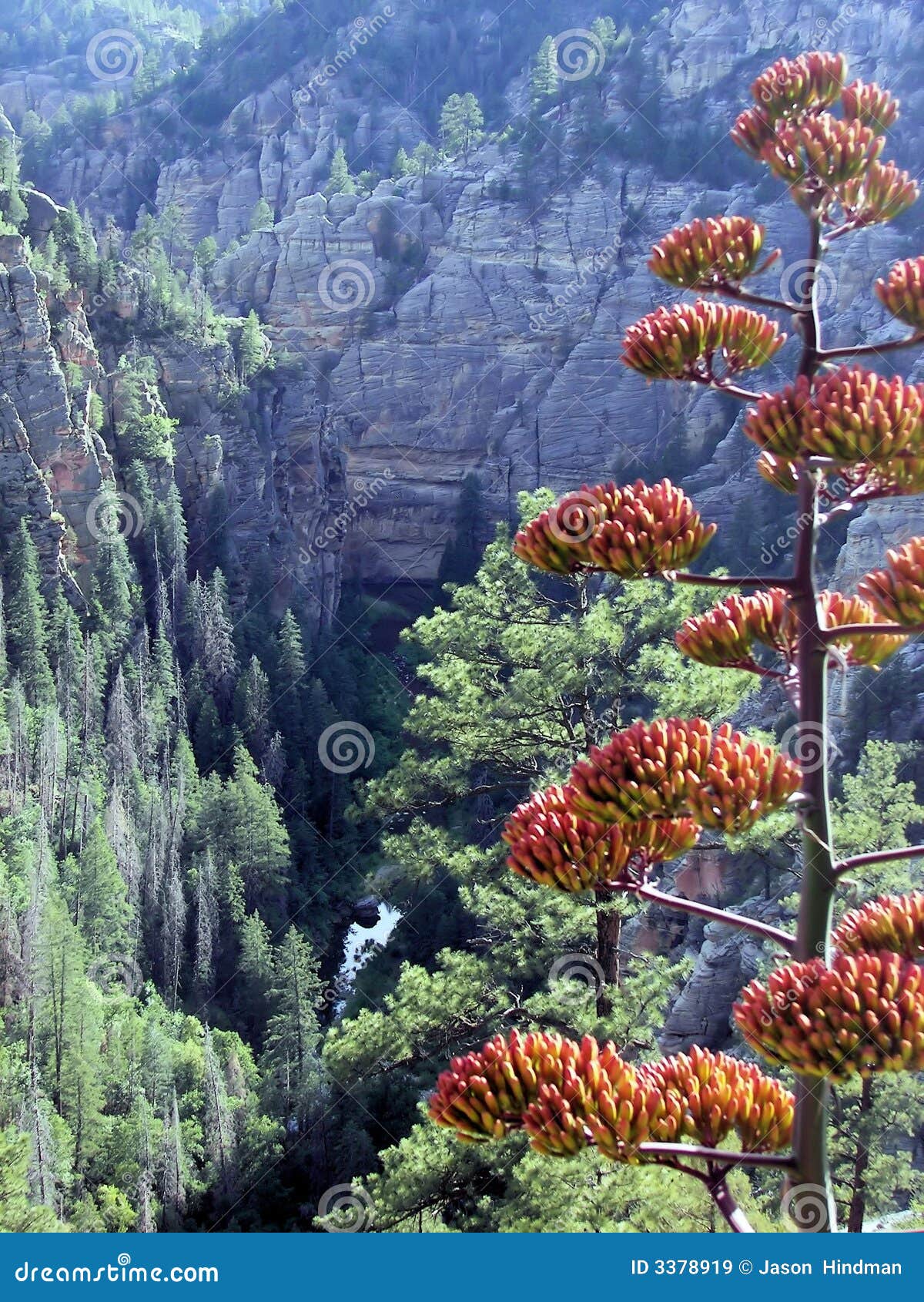 Floración clara de la cala imagen de archivo. Imagen de foenix - 3378919