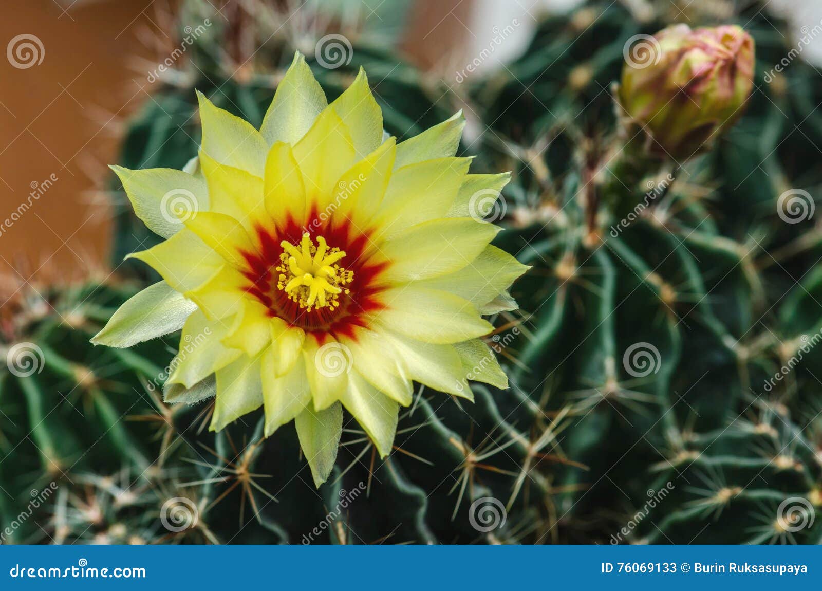 Floración De La Flor Del Cactus Imagen de archivo - Imagen de sostenido ...