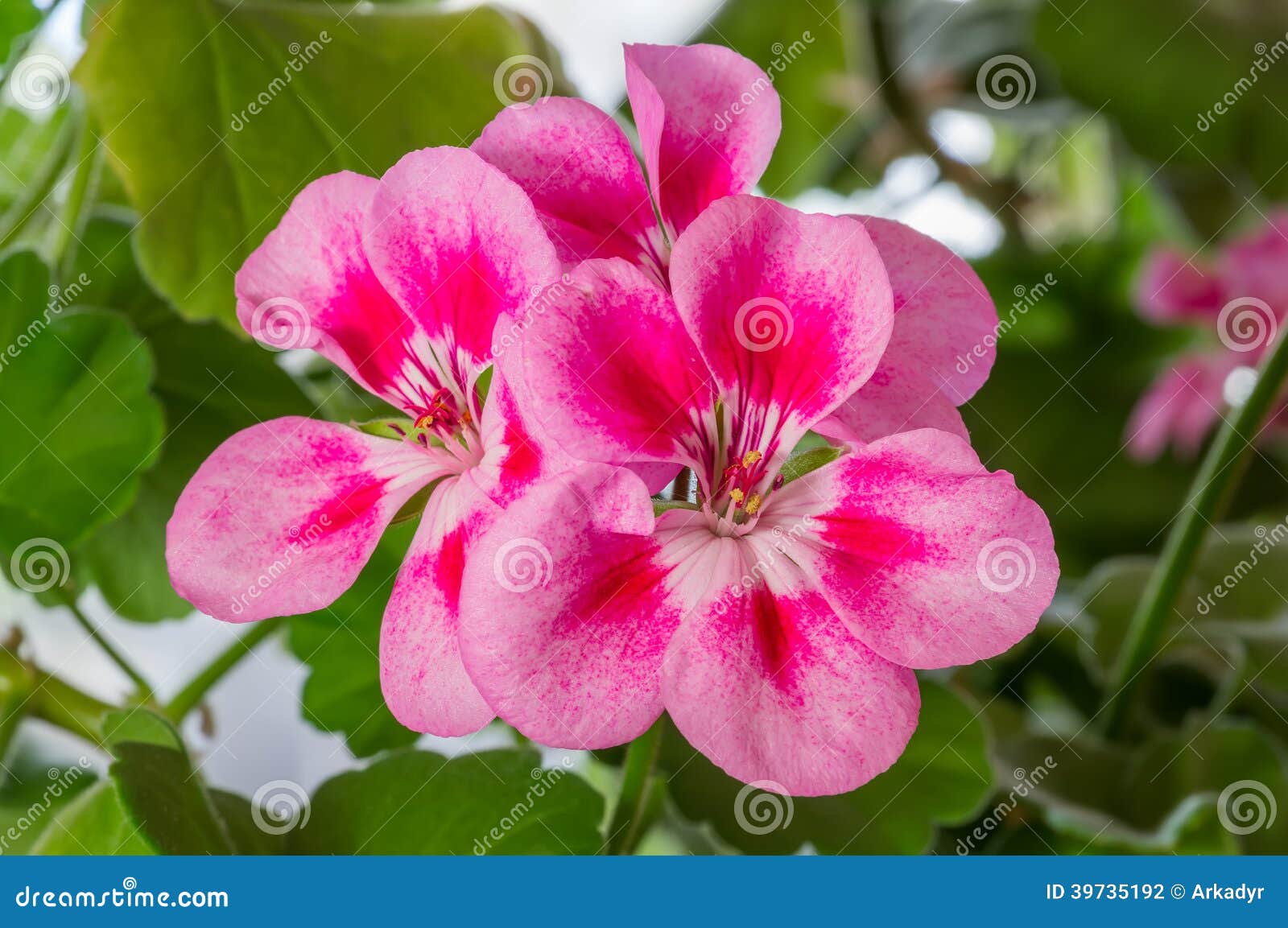 Floración Del Pelargonium (geranio) Foto de archivo - Imagen de ...