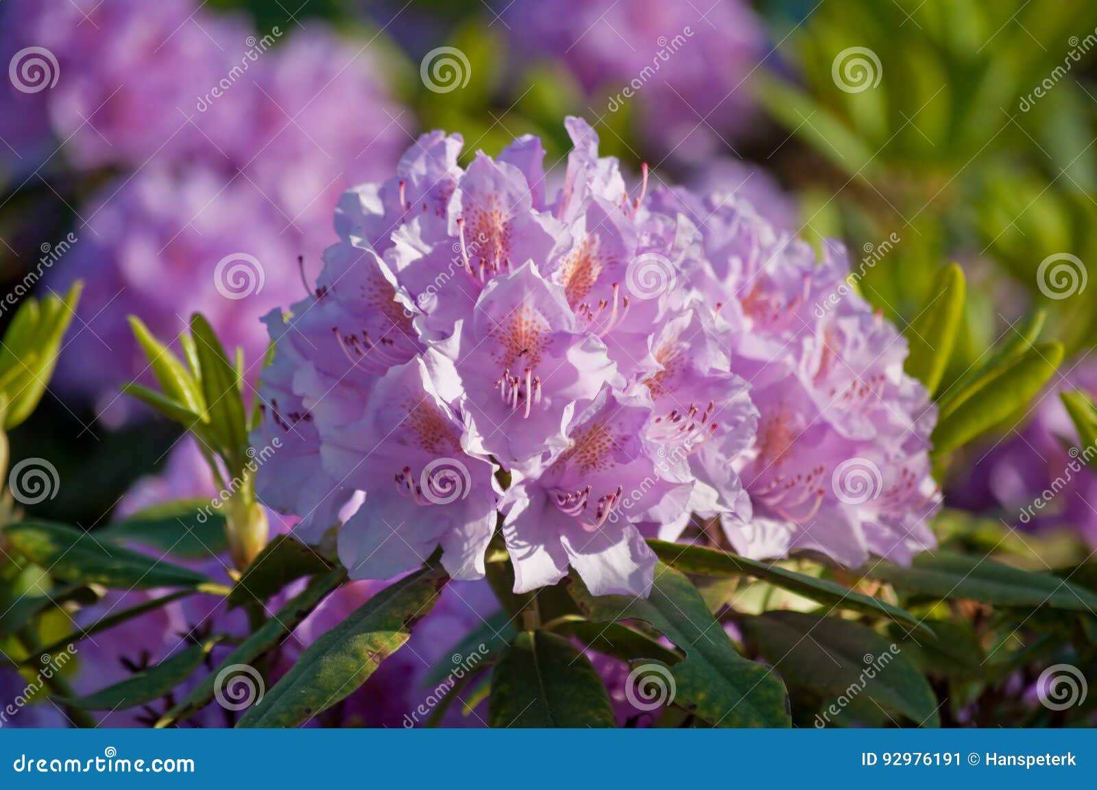 Floraciones Rosado-coloreadas Del Rododendro Imagen de archivo - Imagen ...