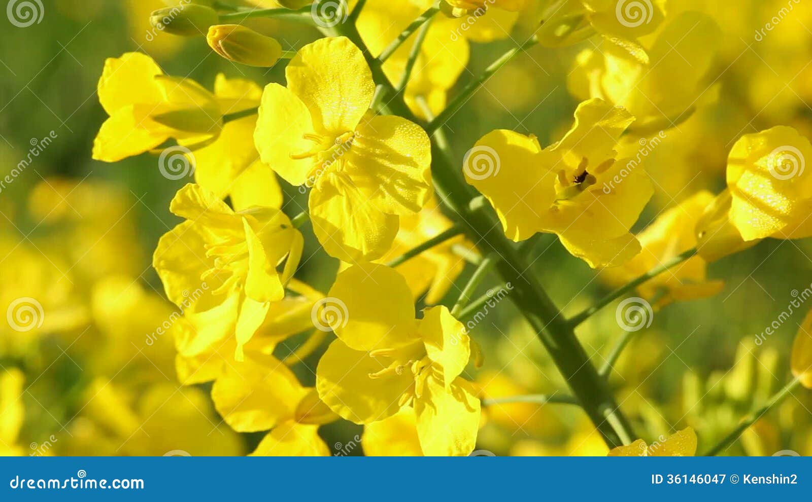 floraison colza - Idee et astuce de la maison