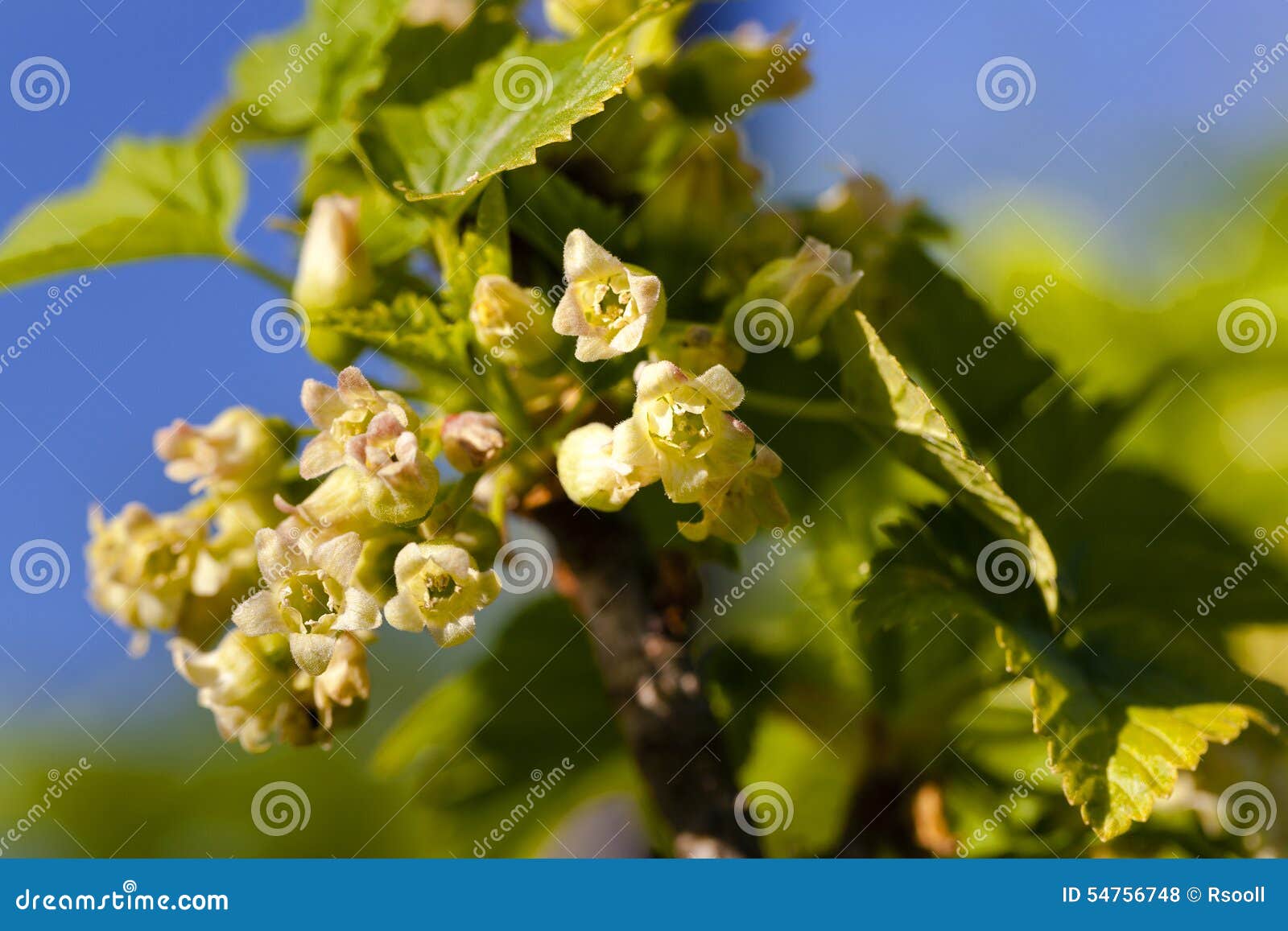 Floraison du cassis photo stock. Image du floraison, saison - 54756748