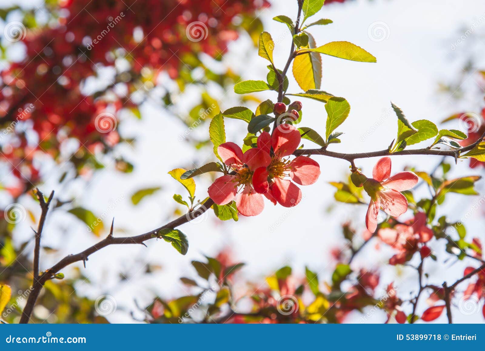 Floraison Du Cerisier, Fleurs Rouges Photo stock - Image of floraison ...