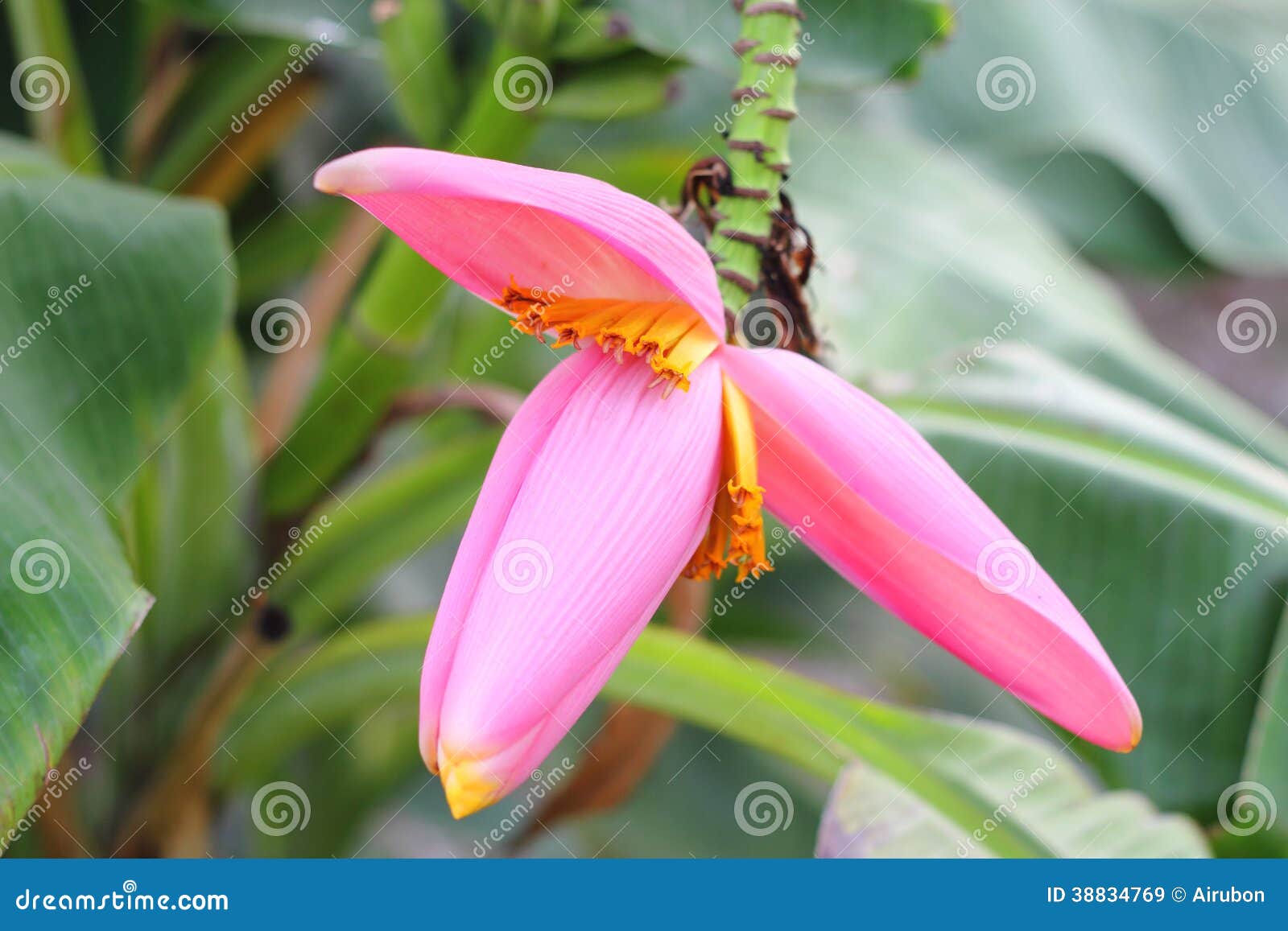 Floraison Rose De Fleur De Banane Image stock - Image du environnement ...