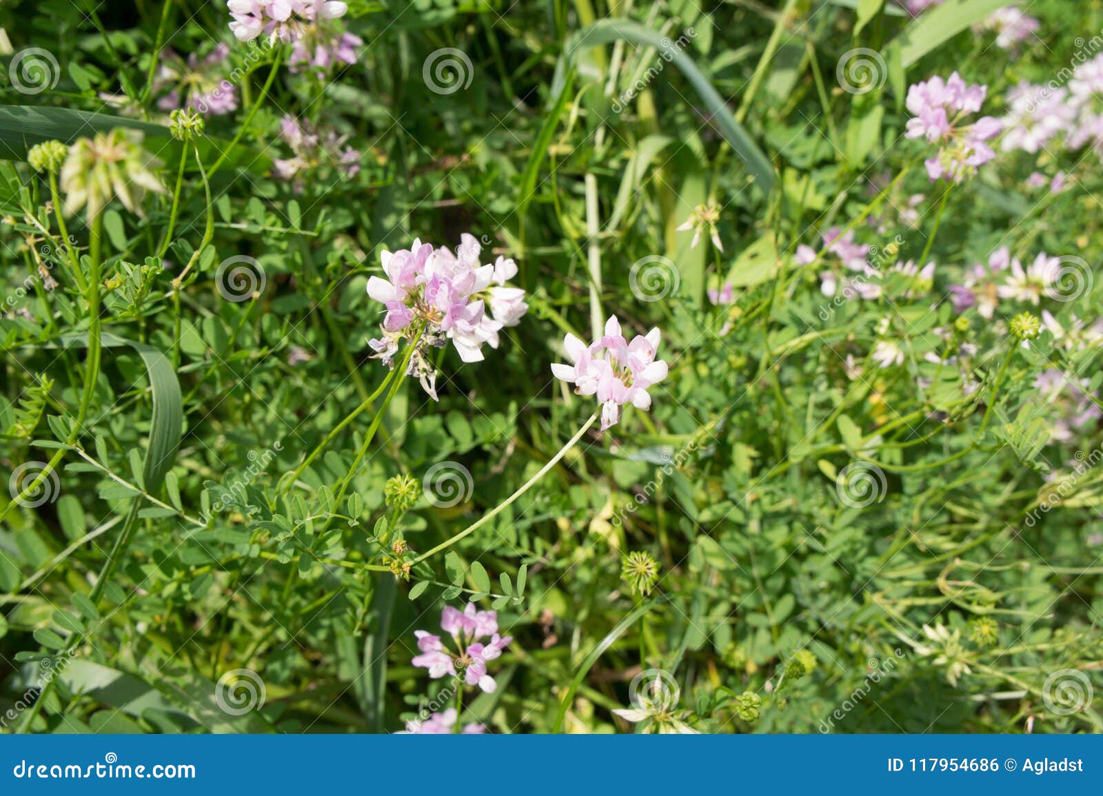 Floraison Sativa De Vicia De Vesce Commune En Automne Photo stock ...