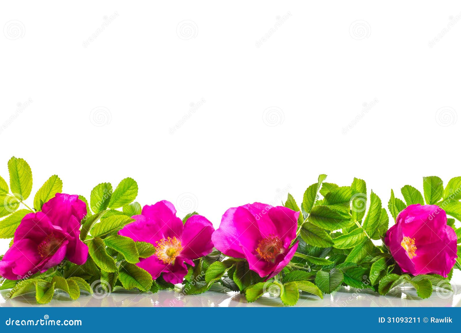 Floraison sauvage de Rose image stock. Image du forme - 31093211