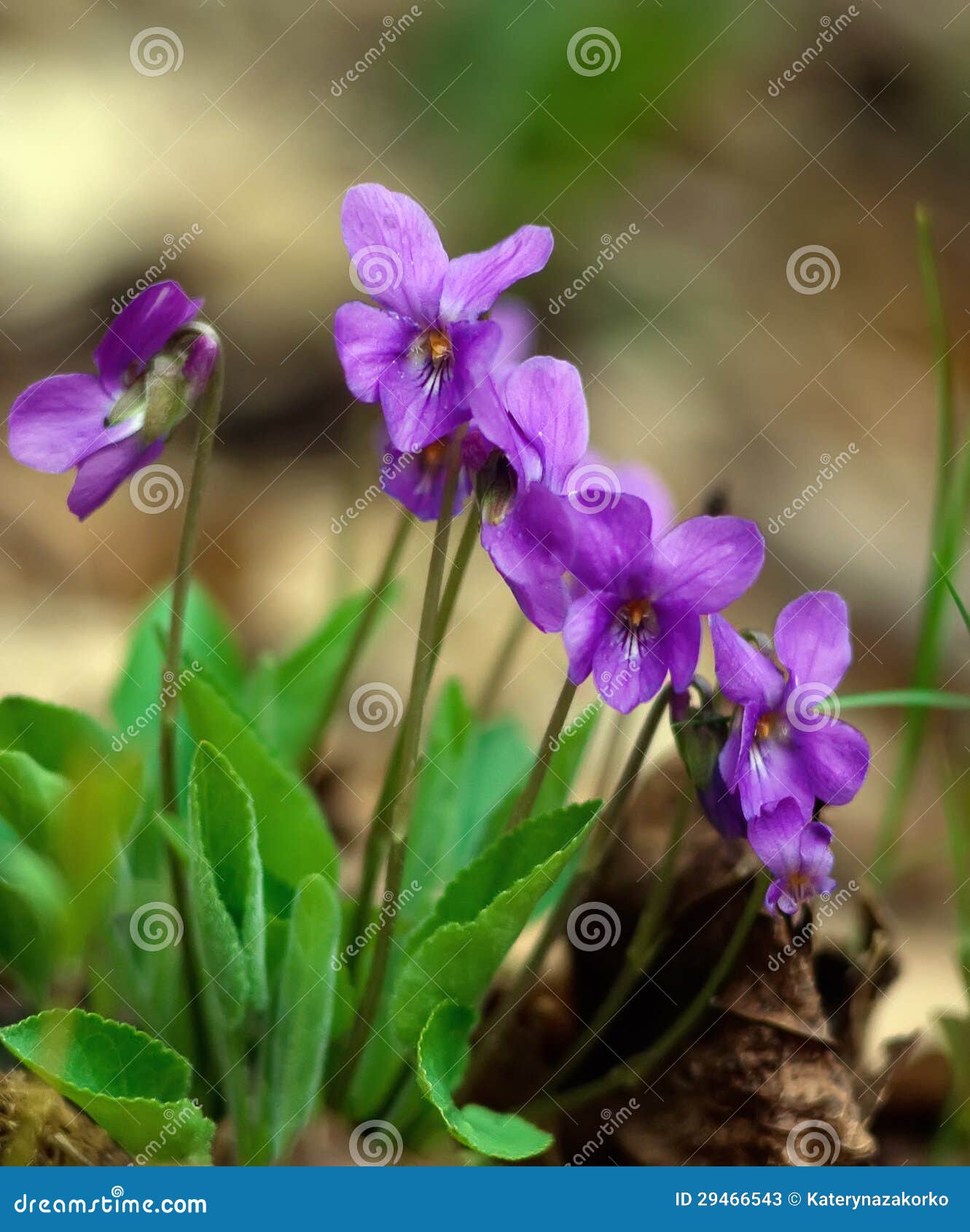 Floraison Sauvage De Violettes Image stock - Image du vacances, copie ...