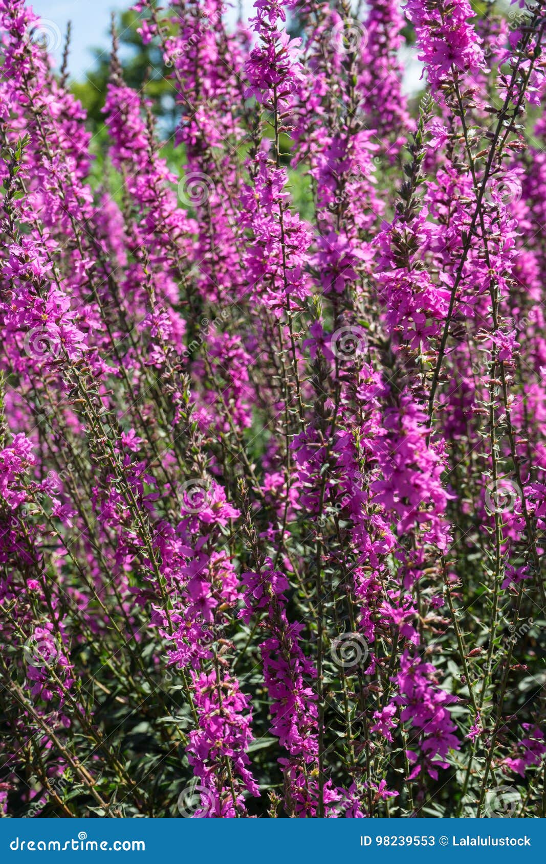 Floraison Violette De Fleur D'odarata D'alto Image stock - Image du ...