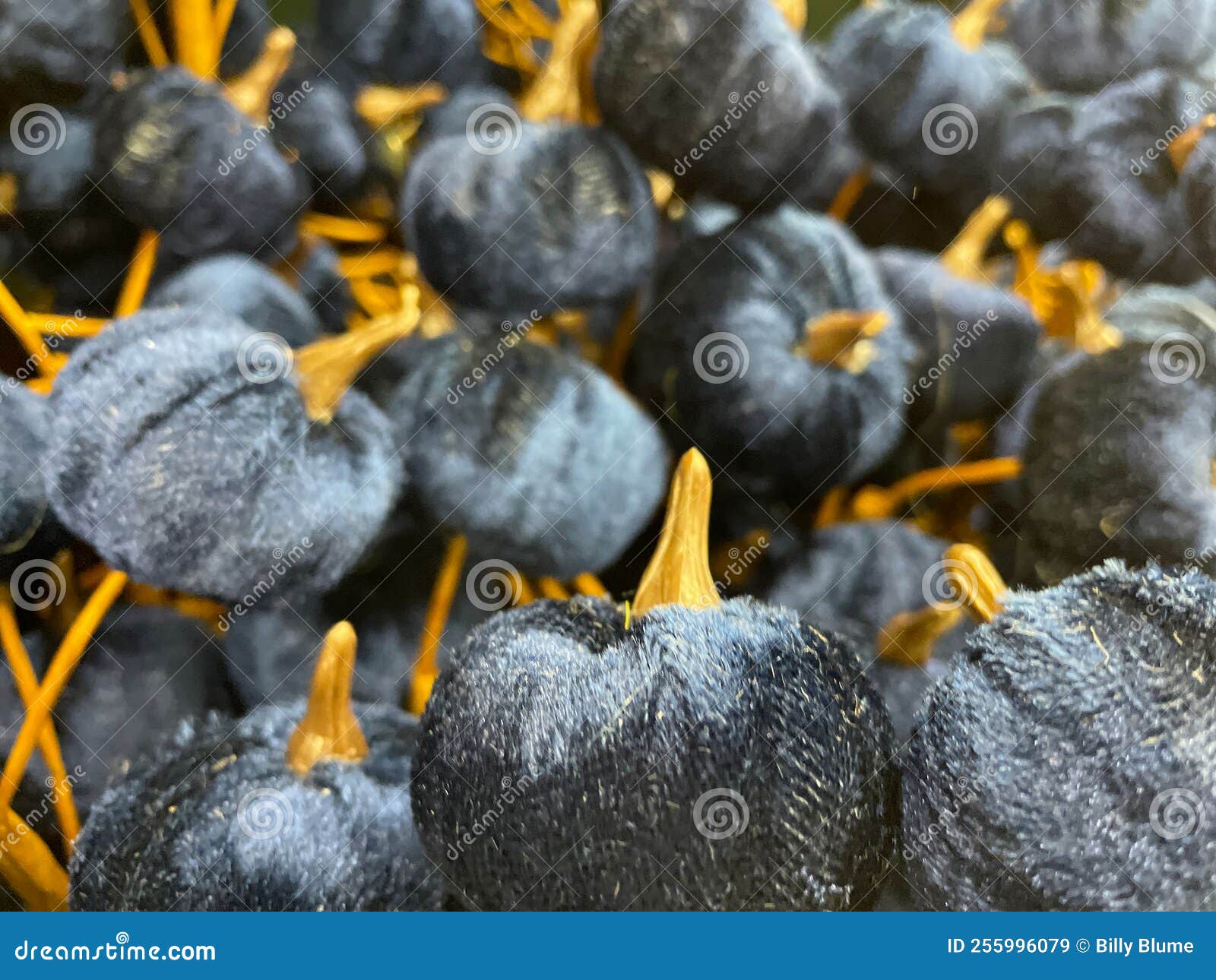 Floral Abstract Background Black and Gold Spike Bulbs Stock Image ...