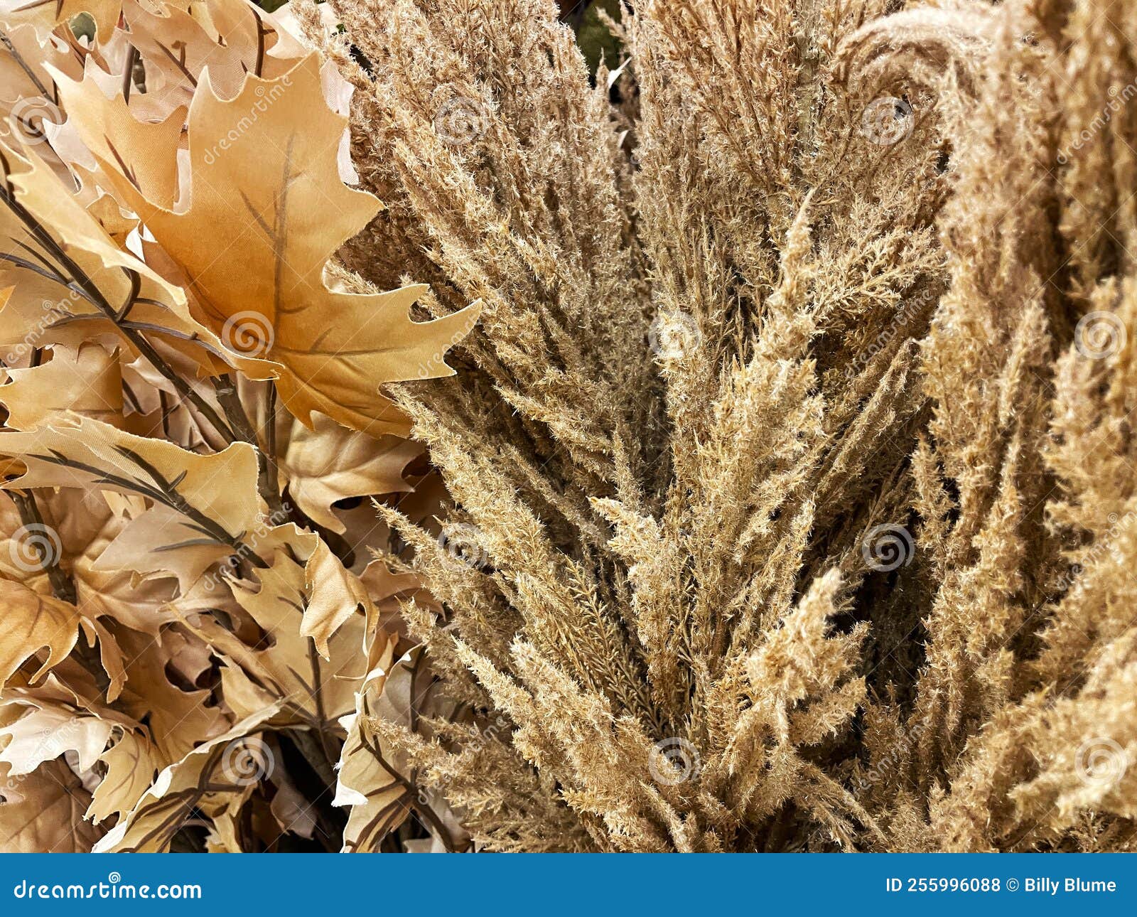 Floral Abstract Background Fuzzy Stem and Fall Colors Stock Photo ...