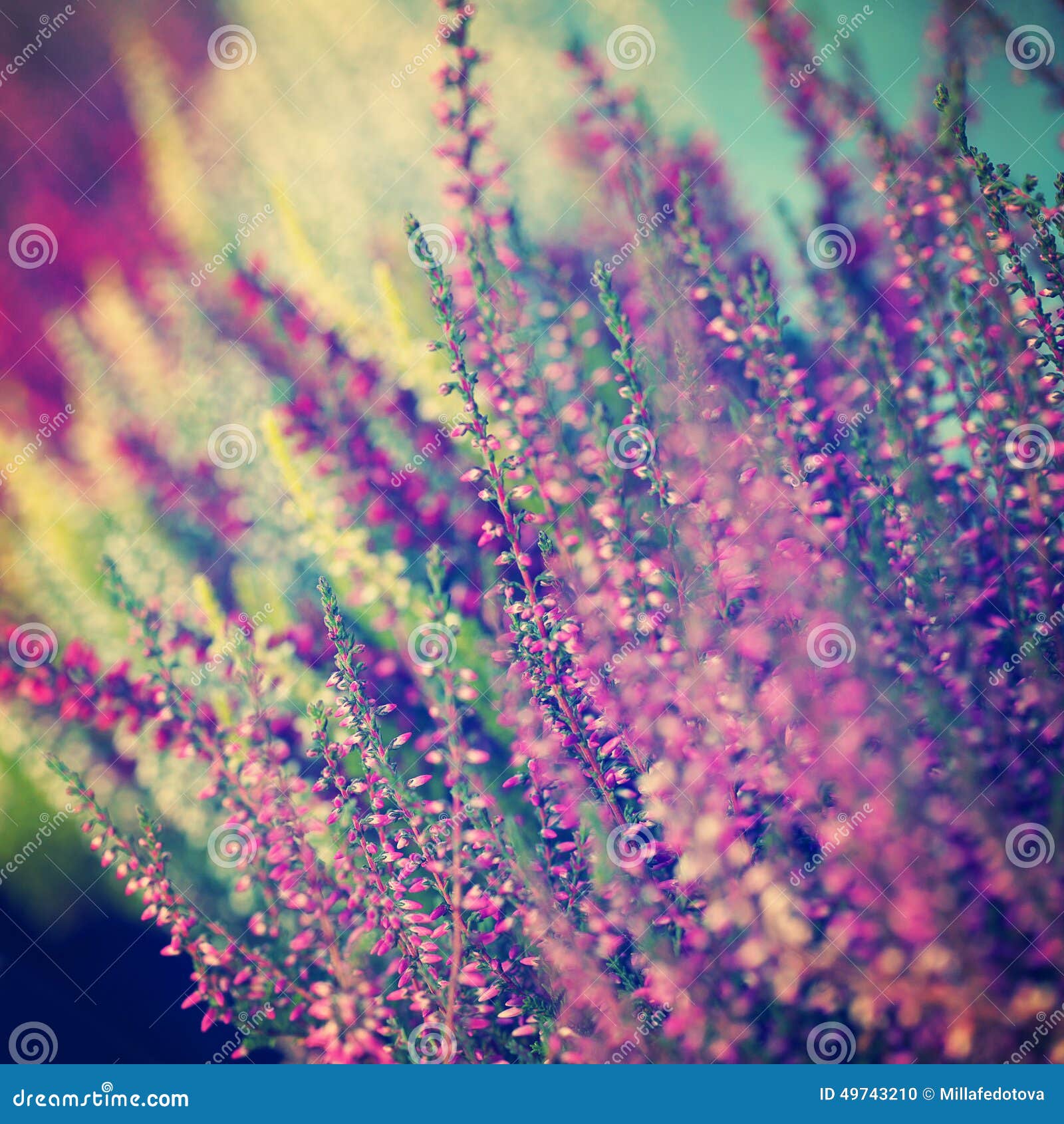 Floral Abstract Blurred Background with Flowers Stock Photo - Image of ...