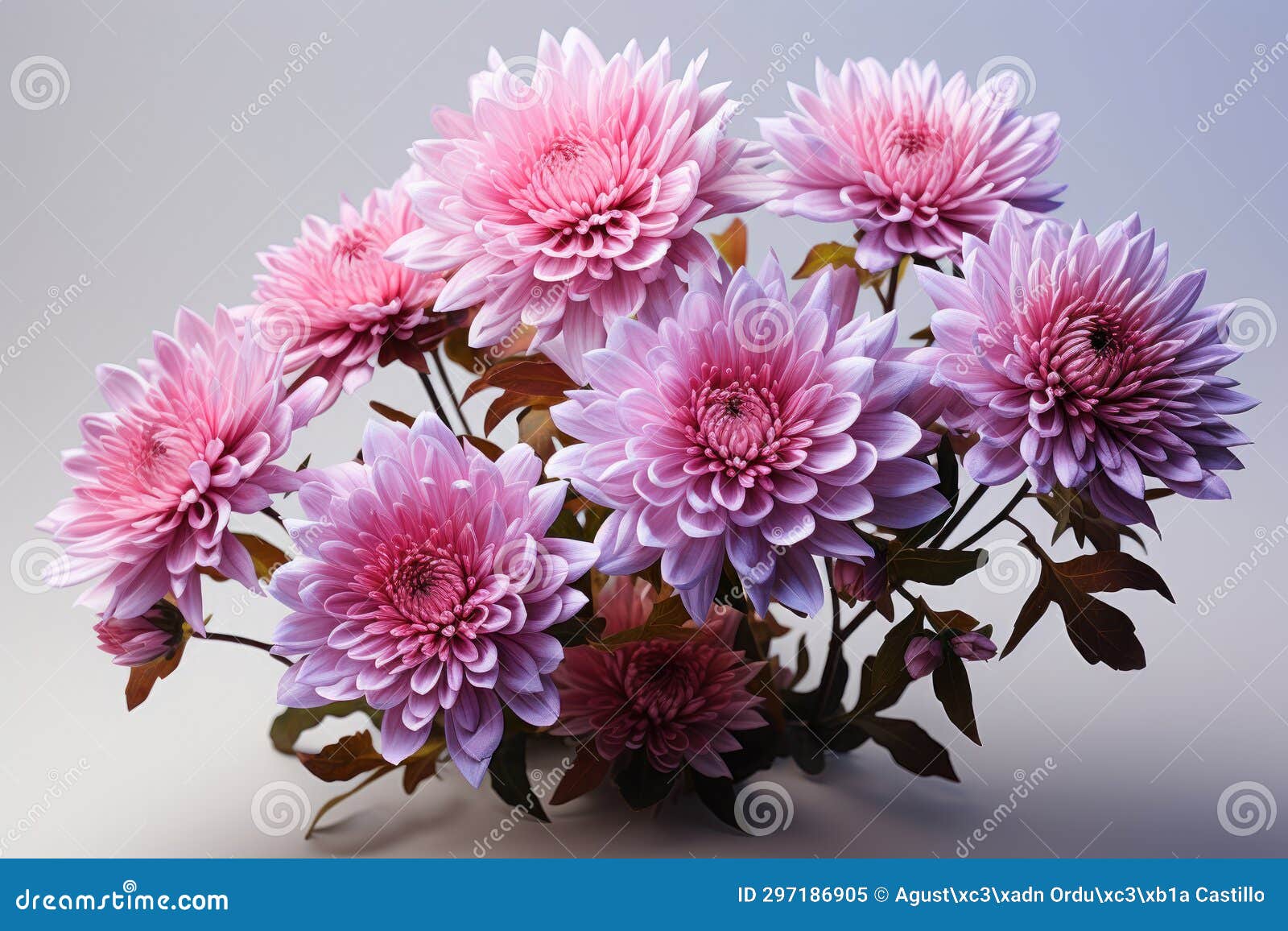 Floral Arrangement, with a Beautiful Asters Flower. Stock Image - Image ...