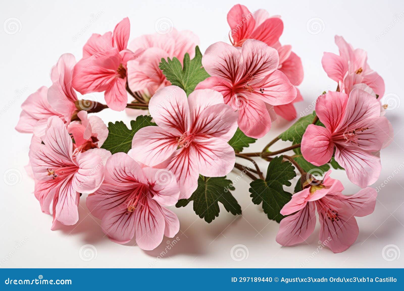 Floral Arrangement, with a Beautiful Geranium Flower. Stock Photo ...