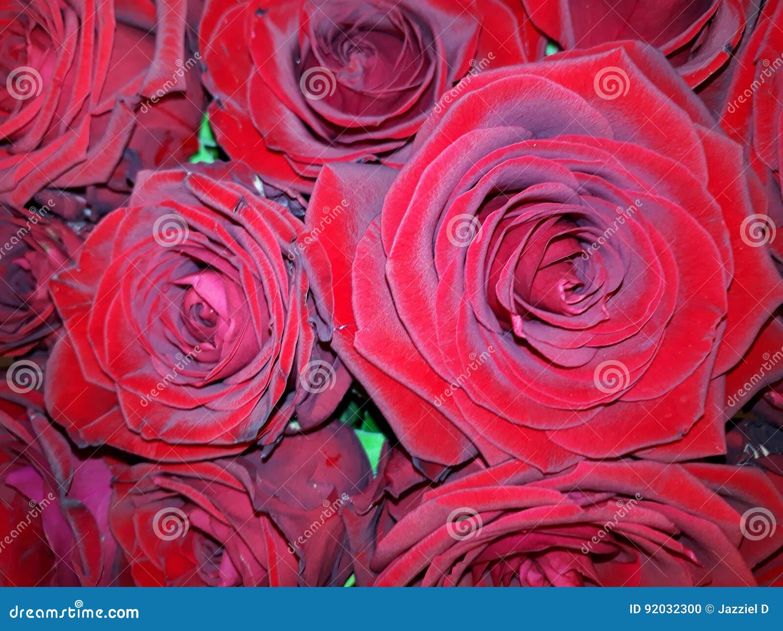 Floral Background with Big Red Roses Stock Photo - Image of color, gift ...