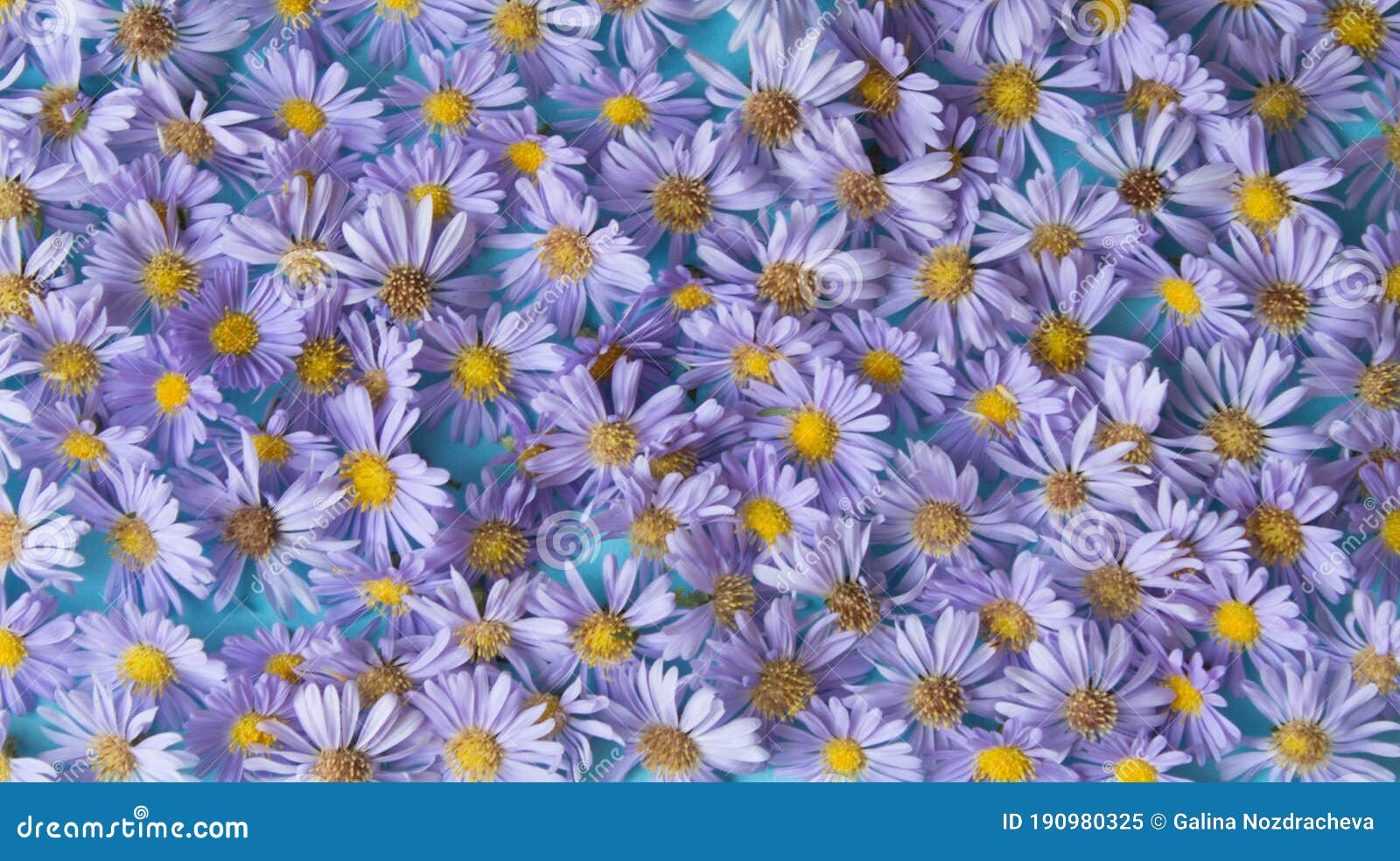 Floral Background with Blooming Violet Asters. Top View Stock Image ...