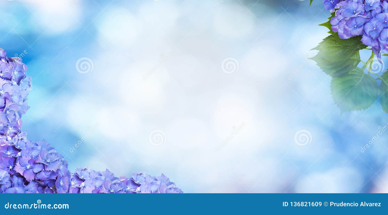 Floral Background with Blue Hydrangeas Stock Image - Image of ...