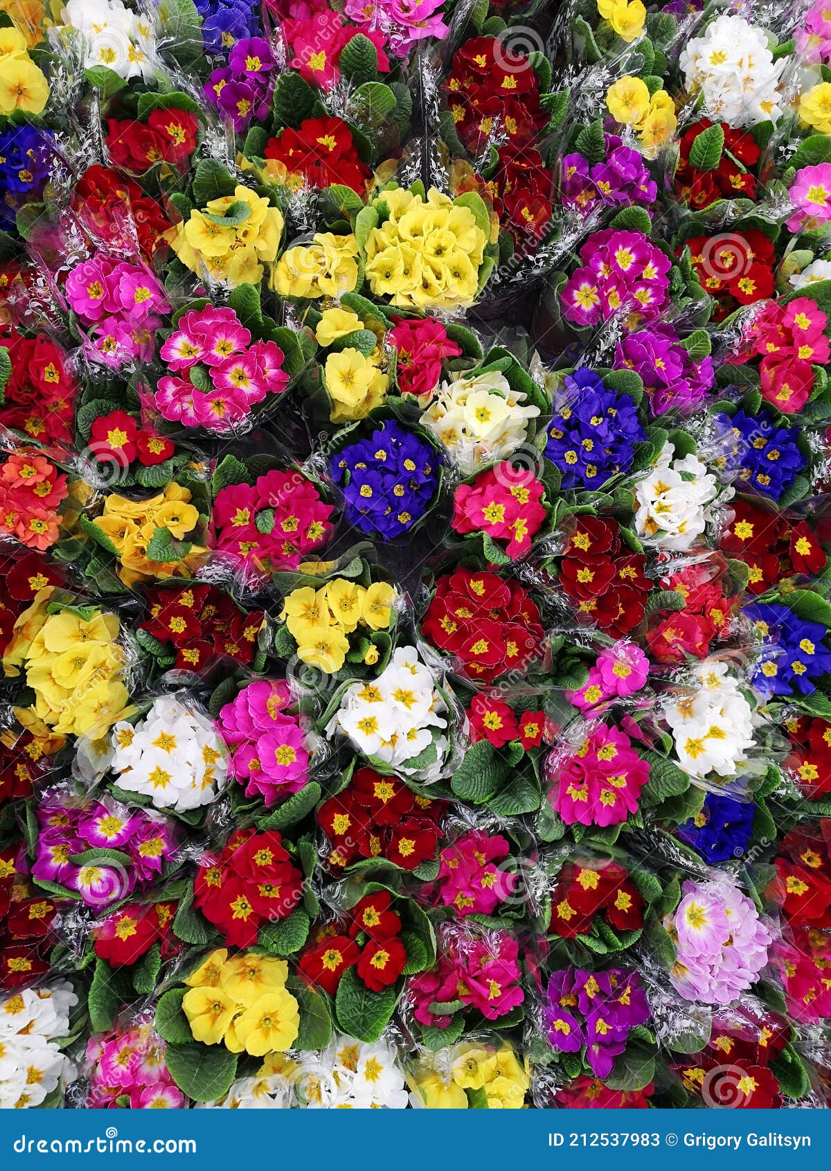 Floral Background of Bright Spring Primroses. Stock Image - Image of ...
