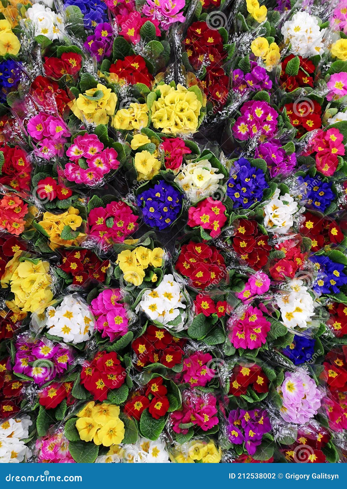 Floral Background of Bright Spring Primroses. Stock Photo - Image of ...