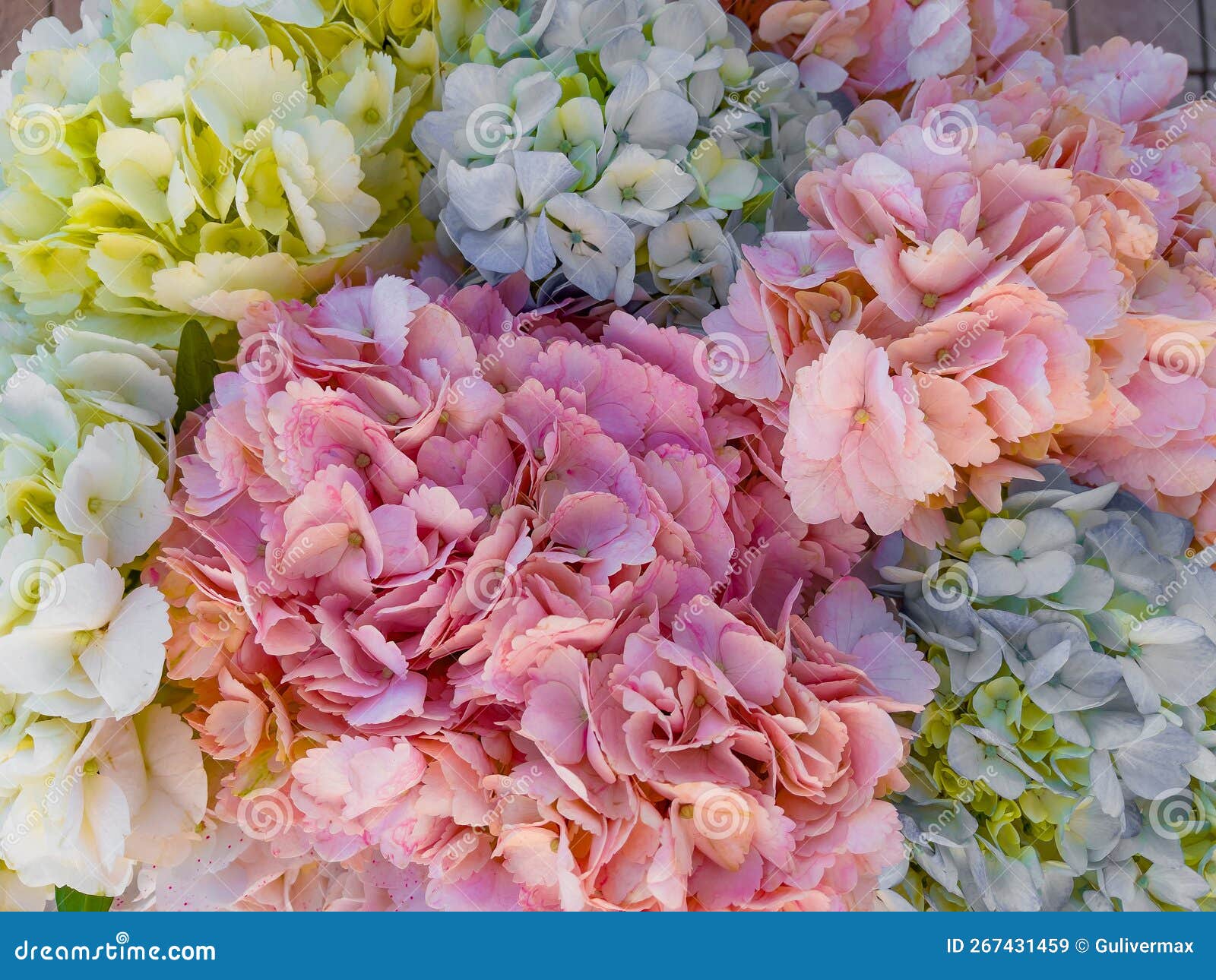 Floral Background of Colorful Hydrangeas Stock Image - Image of ...