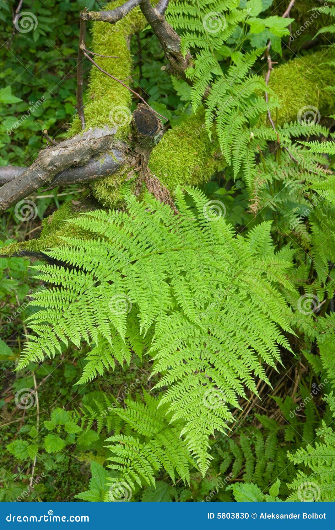 Floral Background with Common Lady Fern Stock Photo - Image of ...