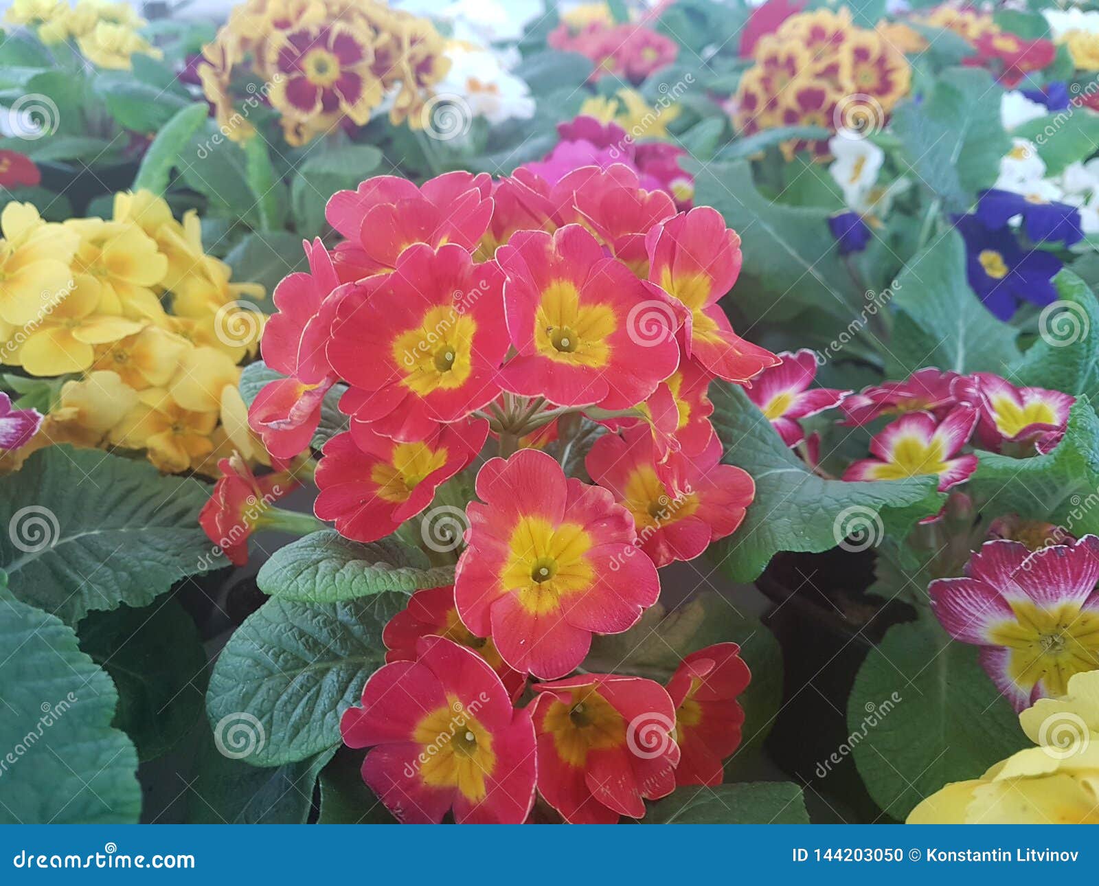 Floral Background in Different Colors - Out-of-focus Background Stock ...