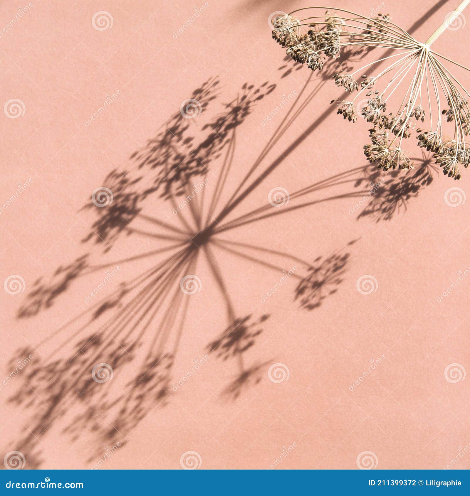 Floral Background Dried Flower Sunlight Shadow Stock Photo - Image of ...