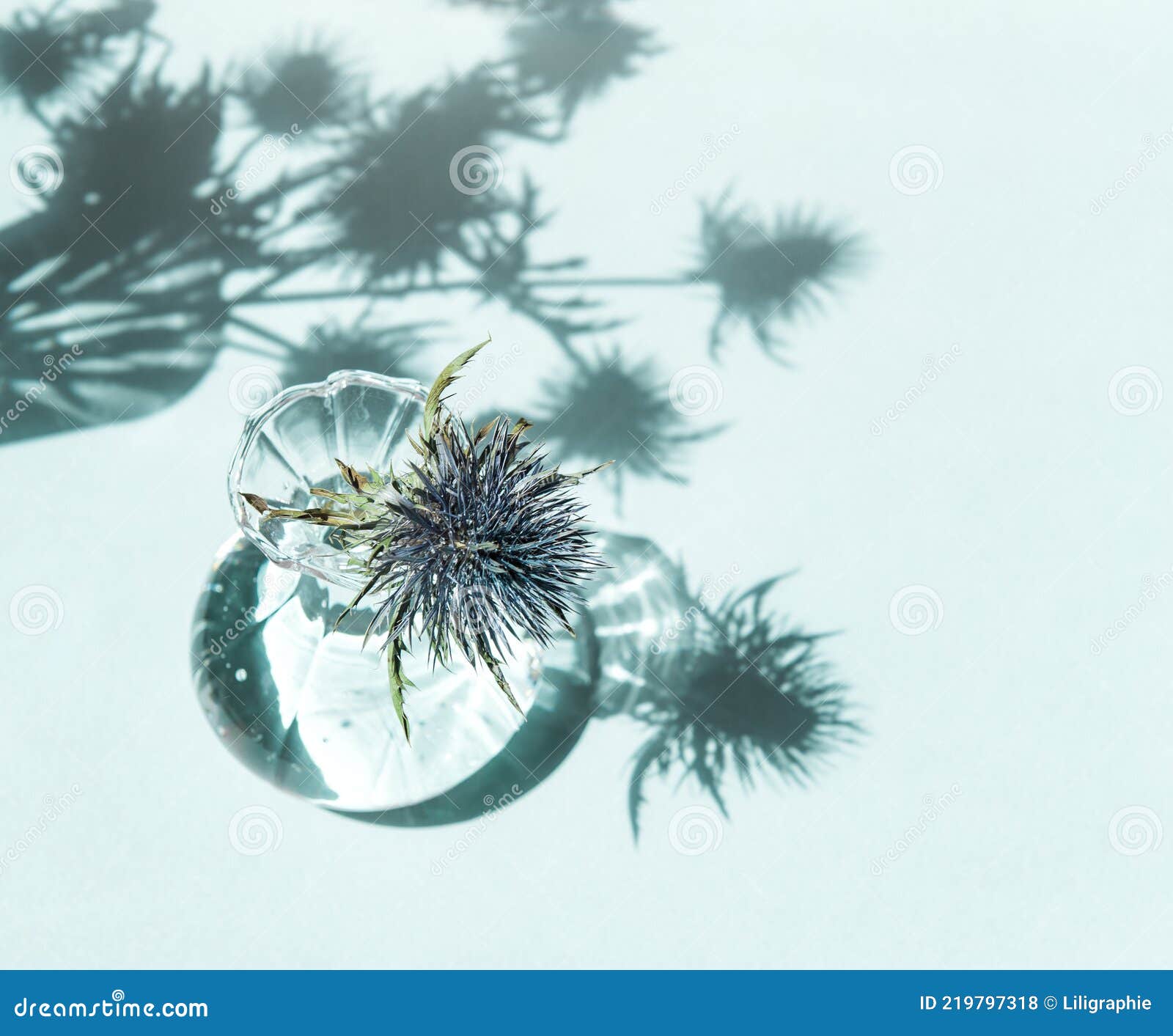 Floral Background Dried Flower Sunlight Shadow Stock Photo - Image of ...