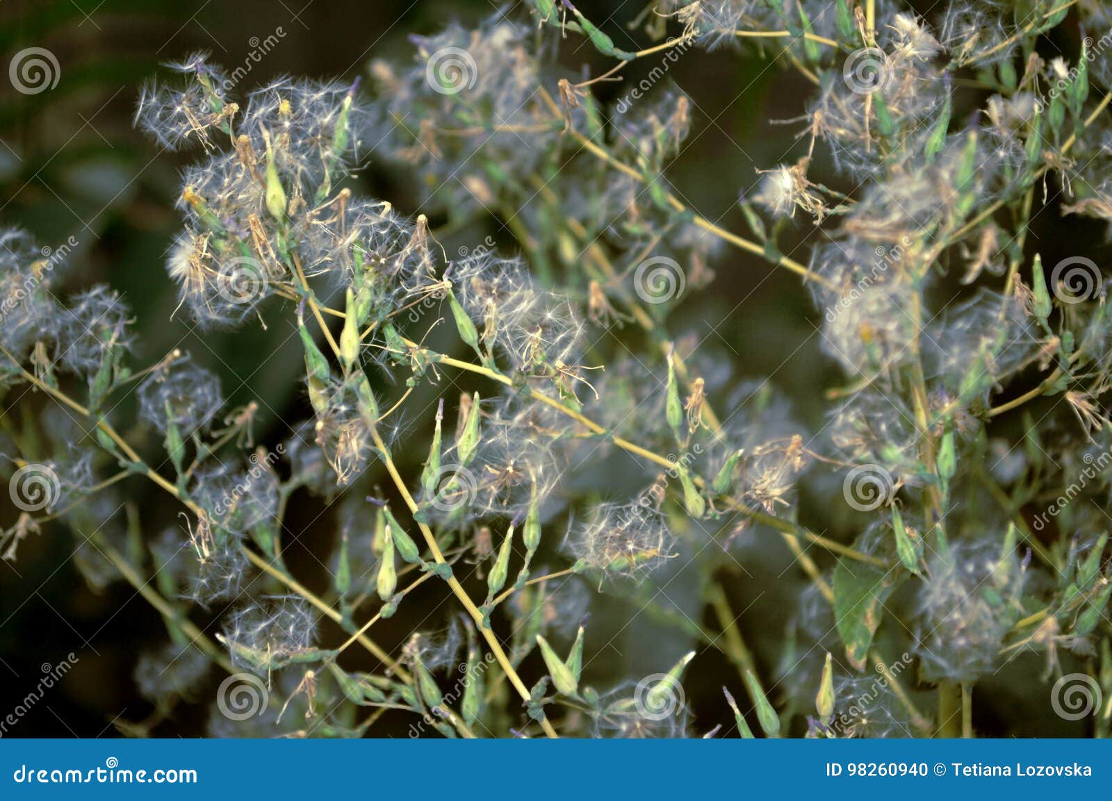 Floral Background with Fluffy Seeds Stock Photo - Image of natural ...