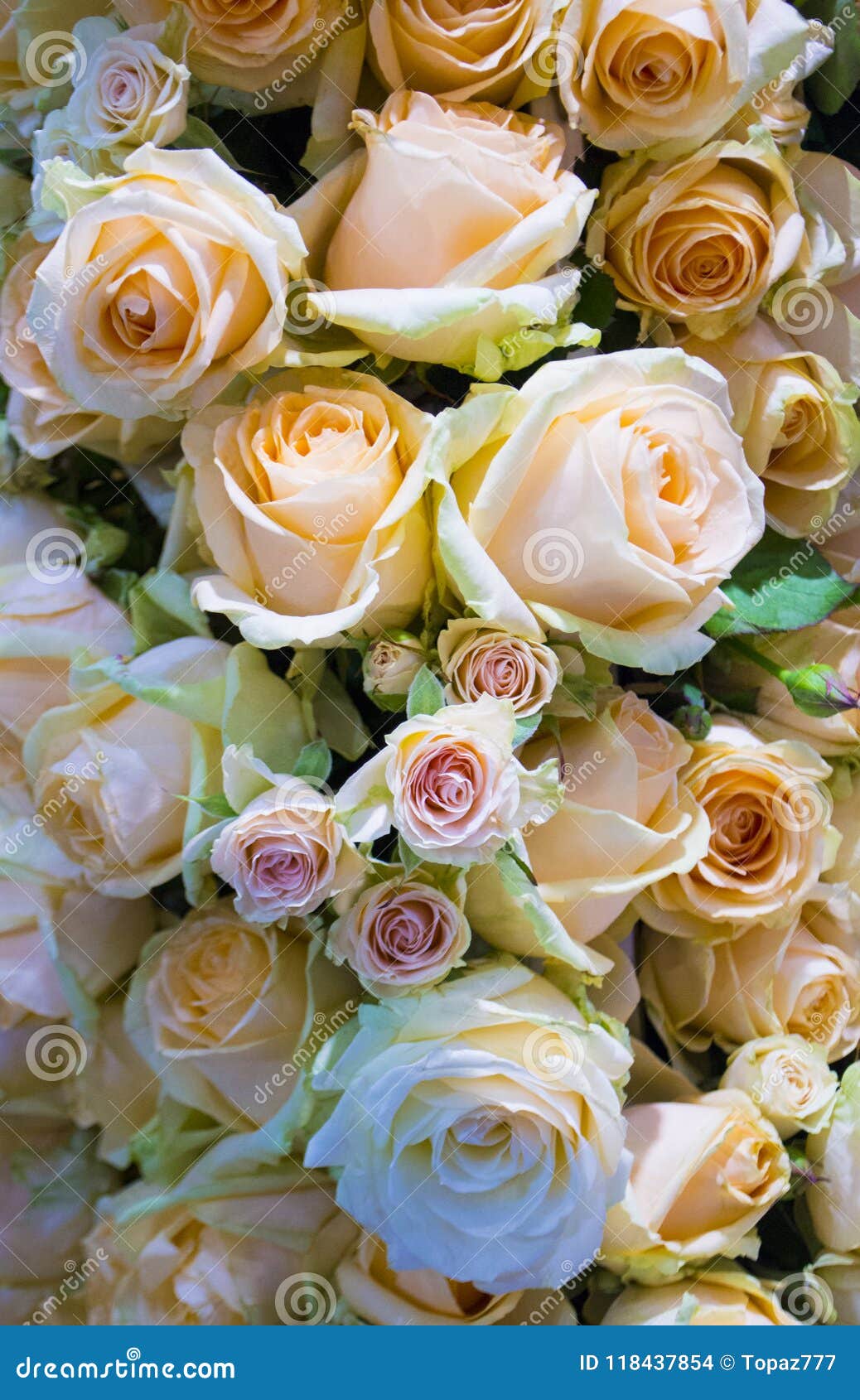 Floral Background of Peach Roses Stock Photo - Image of beauty, floral ...