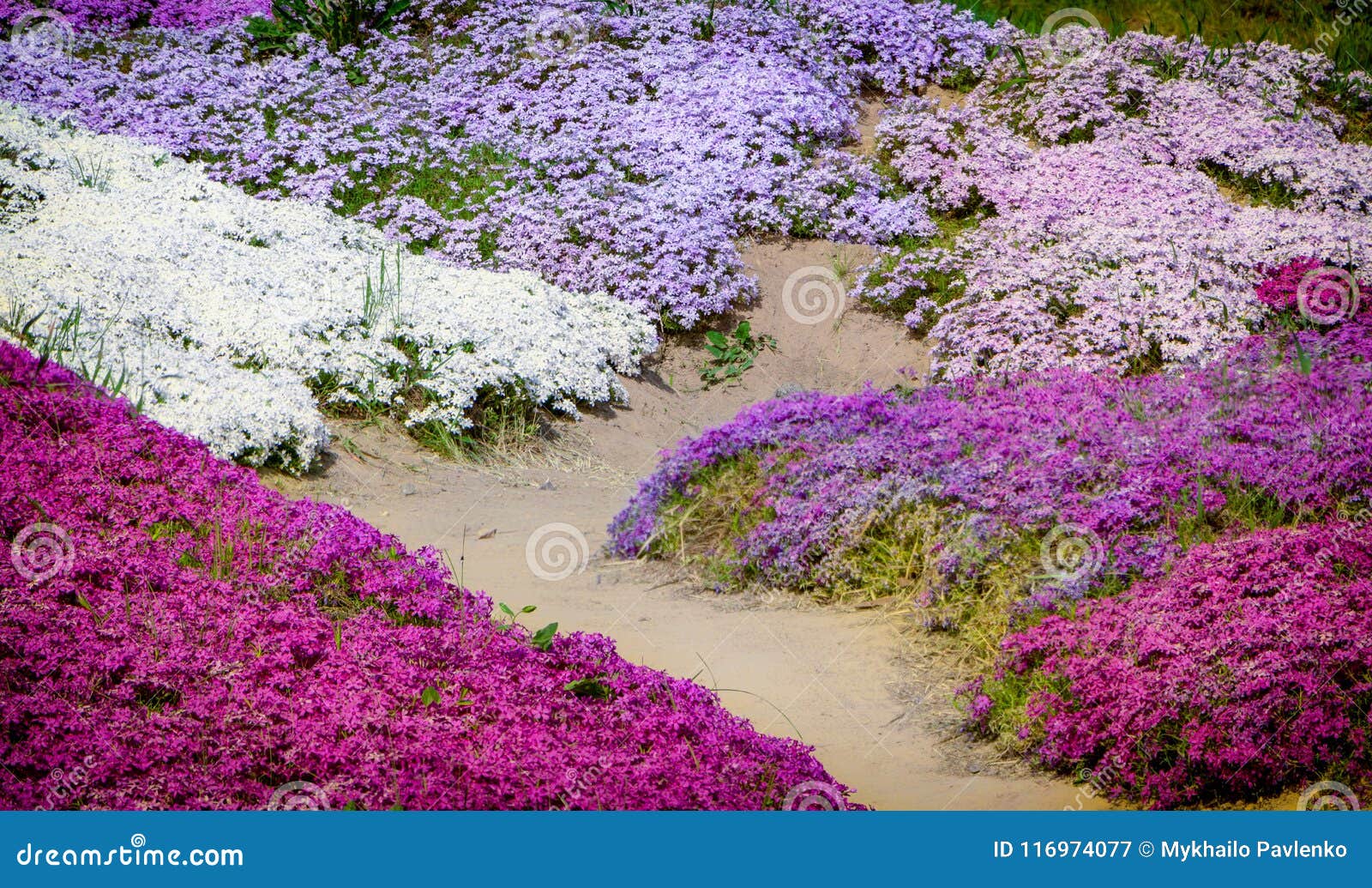Floral Background from the Phlox of the Subulate Stock Image - Image of ...