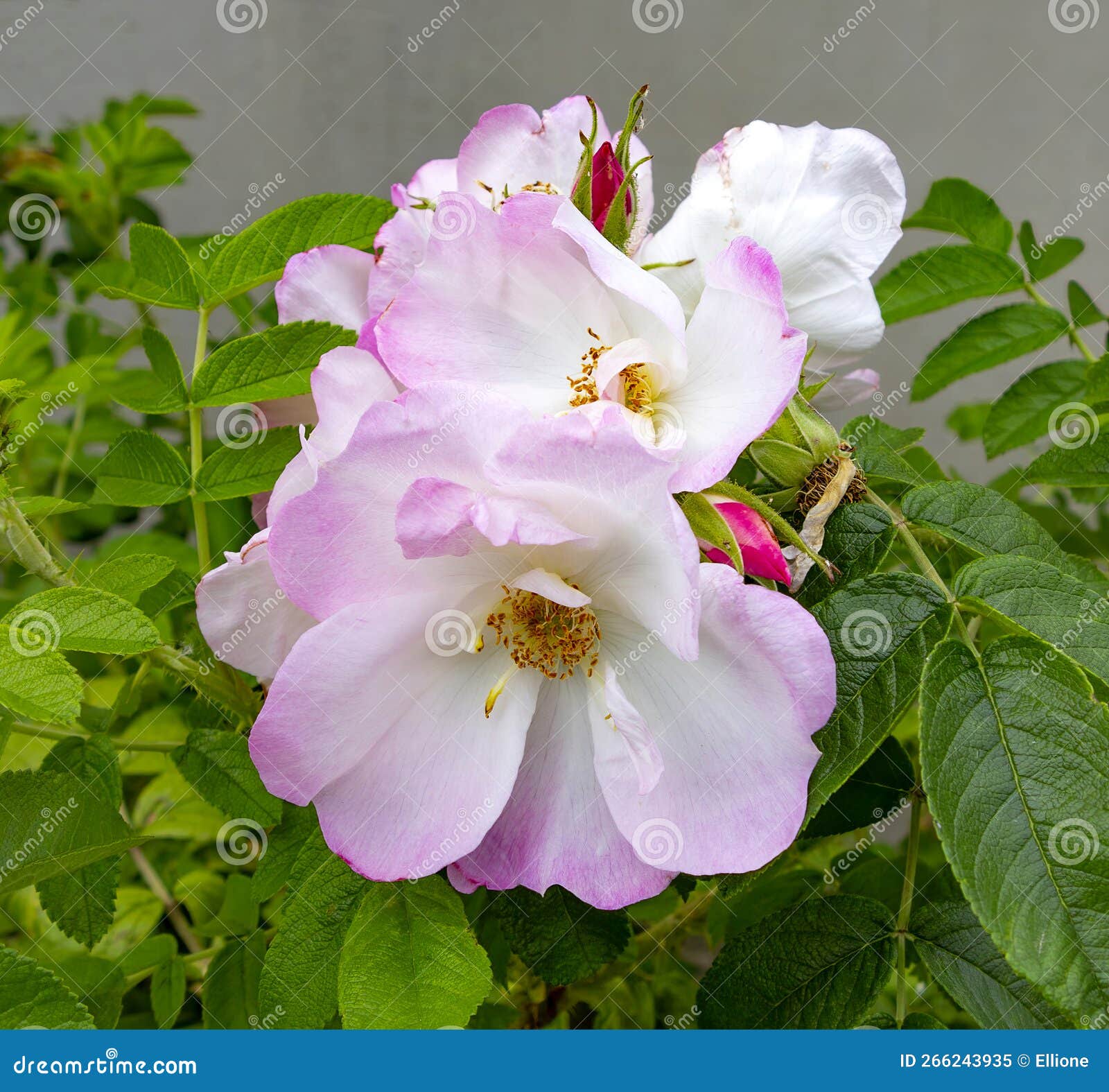 Details Egantine Roses with Pistils and Leaves. Stock Image - Image of ...