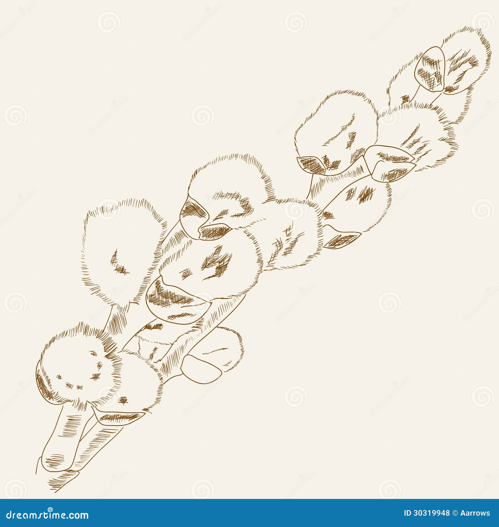 Willow Catkin Vintage Illustration Cartoon Vector | CartoonDealer.com ...