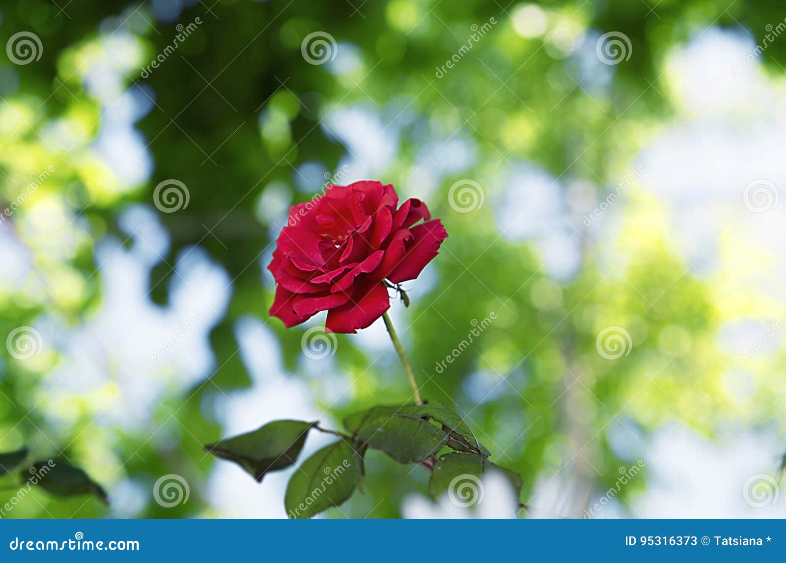 Floral Background, Red Rose Stock Image - Image of green, view: 95316373