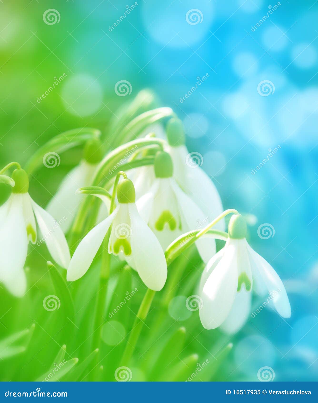 Floral Background with Snowdrops Stock Image - Image of blossom, bunch ...