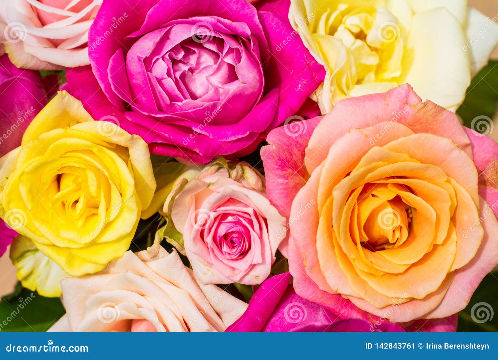 Floral Background of Soft Colored Roses Stock Image - Image of colour ...