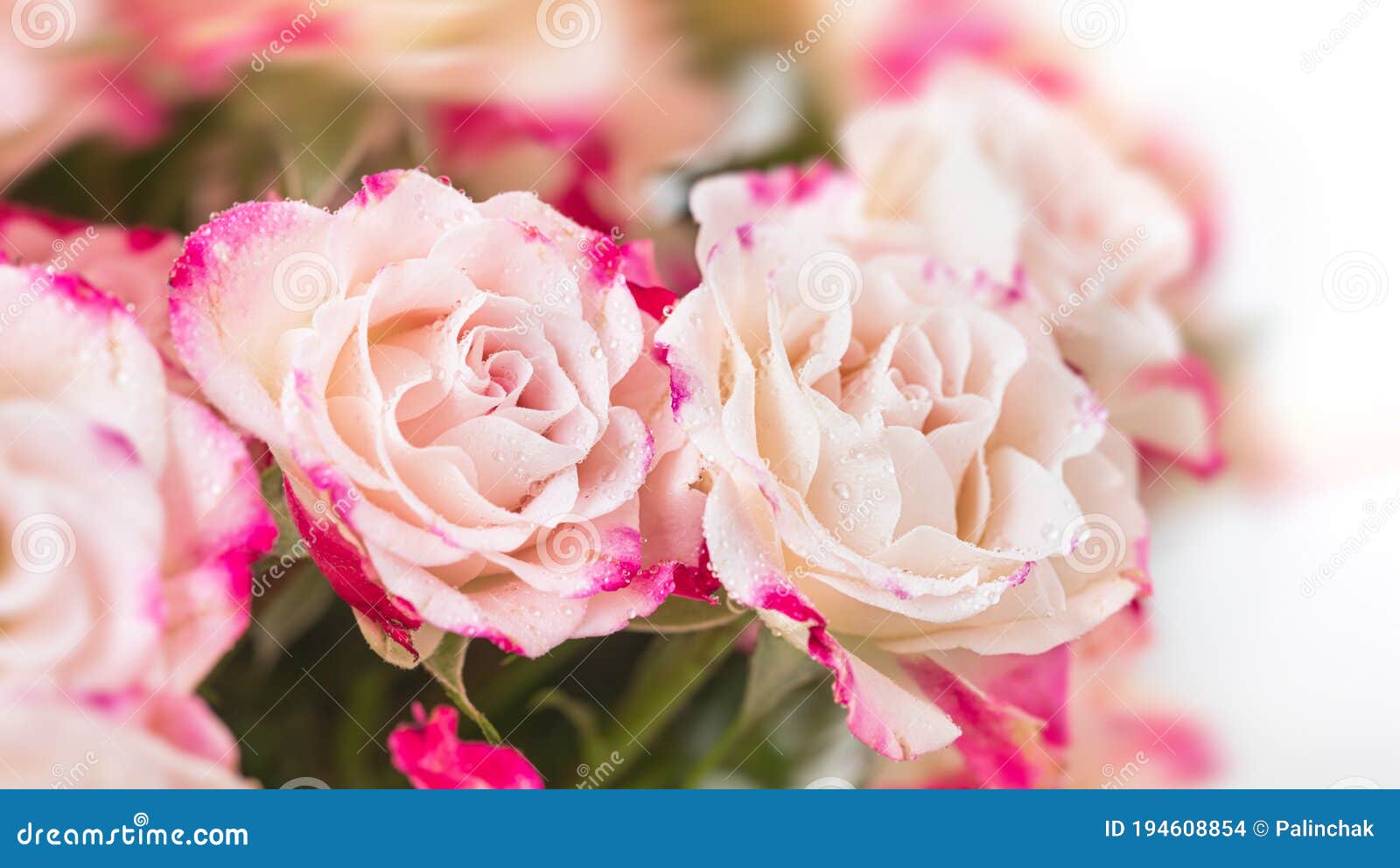 Light Pink Roses Background Stock Photo - Image of love, rose: 194608854