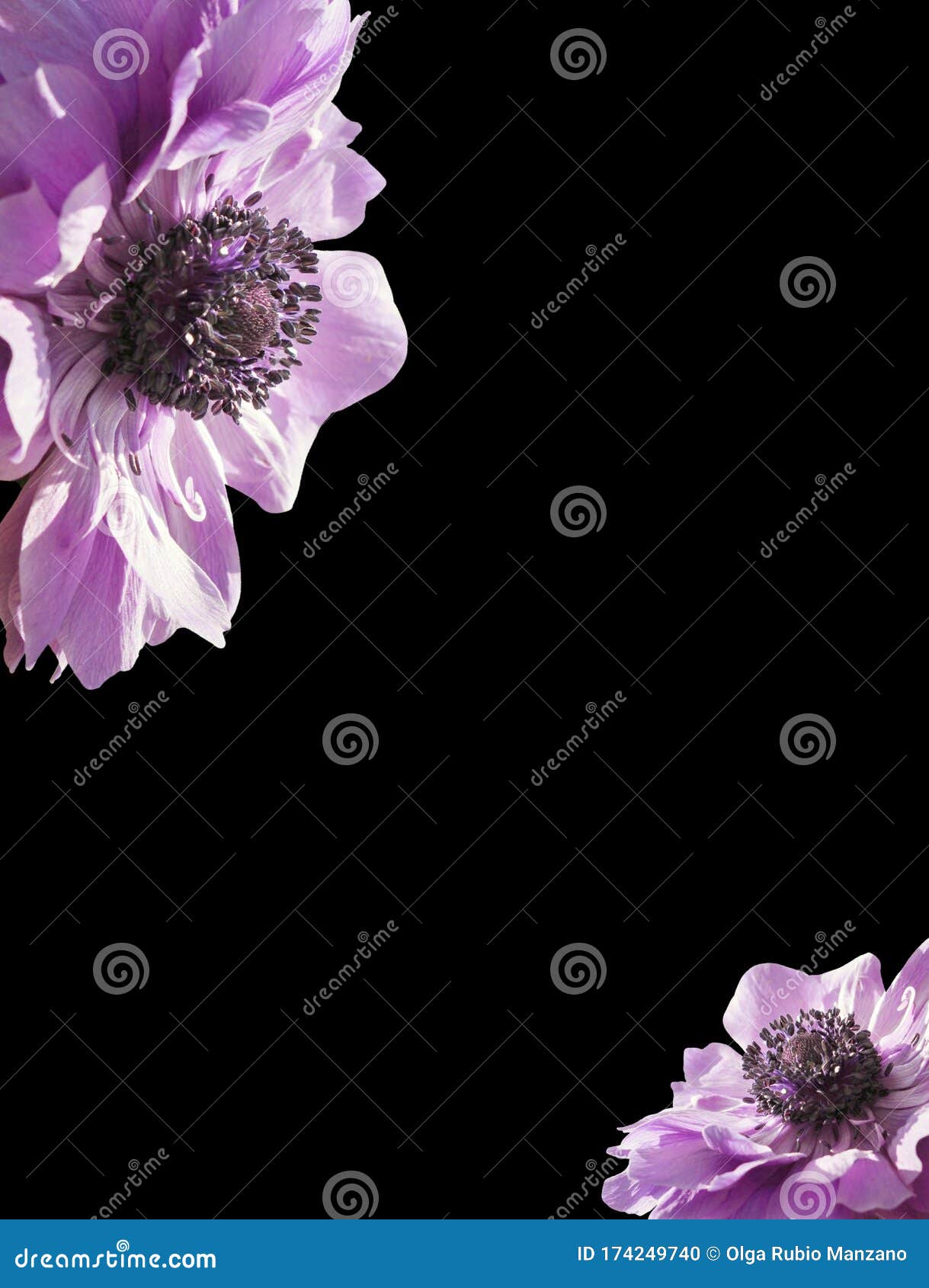 Floral Background with Vibrant Colors Flowers in Spring Stock Photo ...