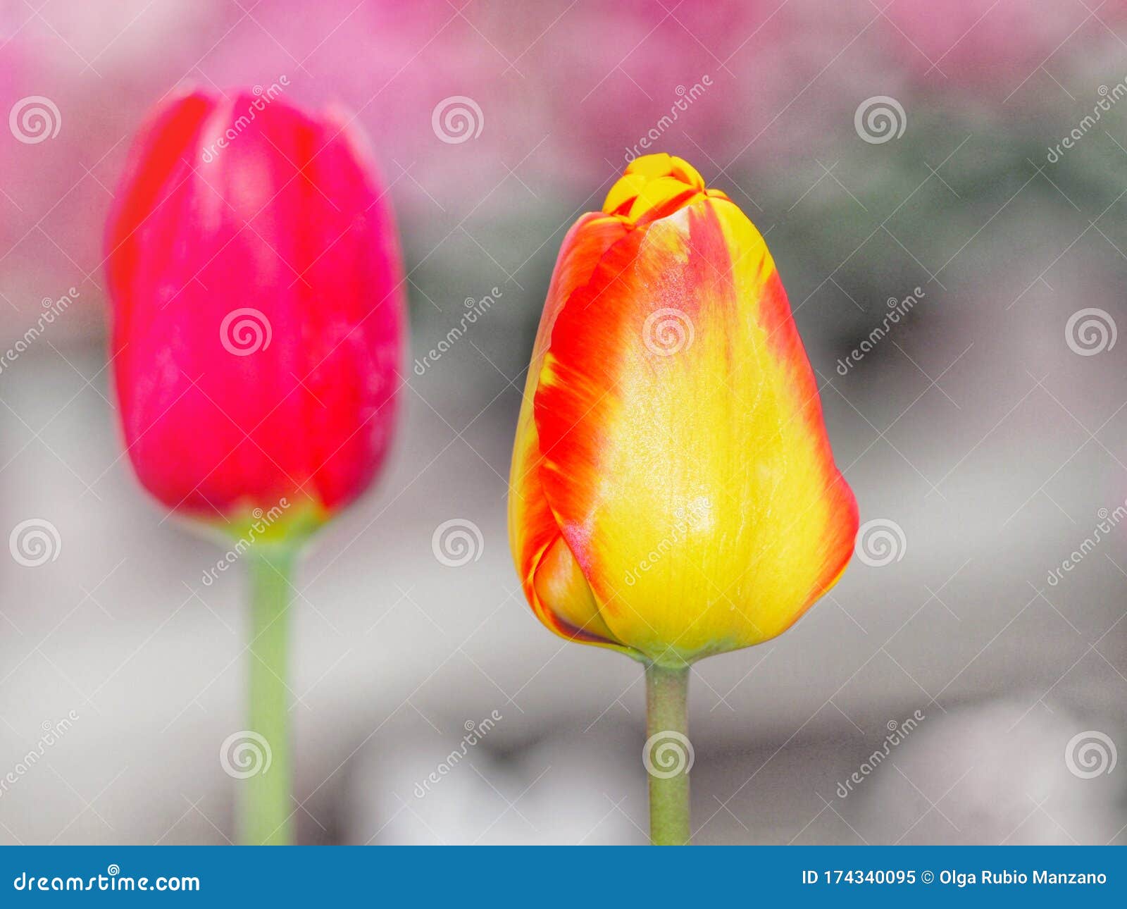 Floral Background with Vibrant Colors Flowers in Spring Stock Image ...