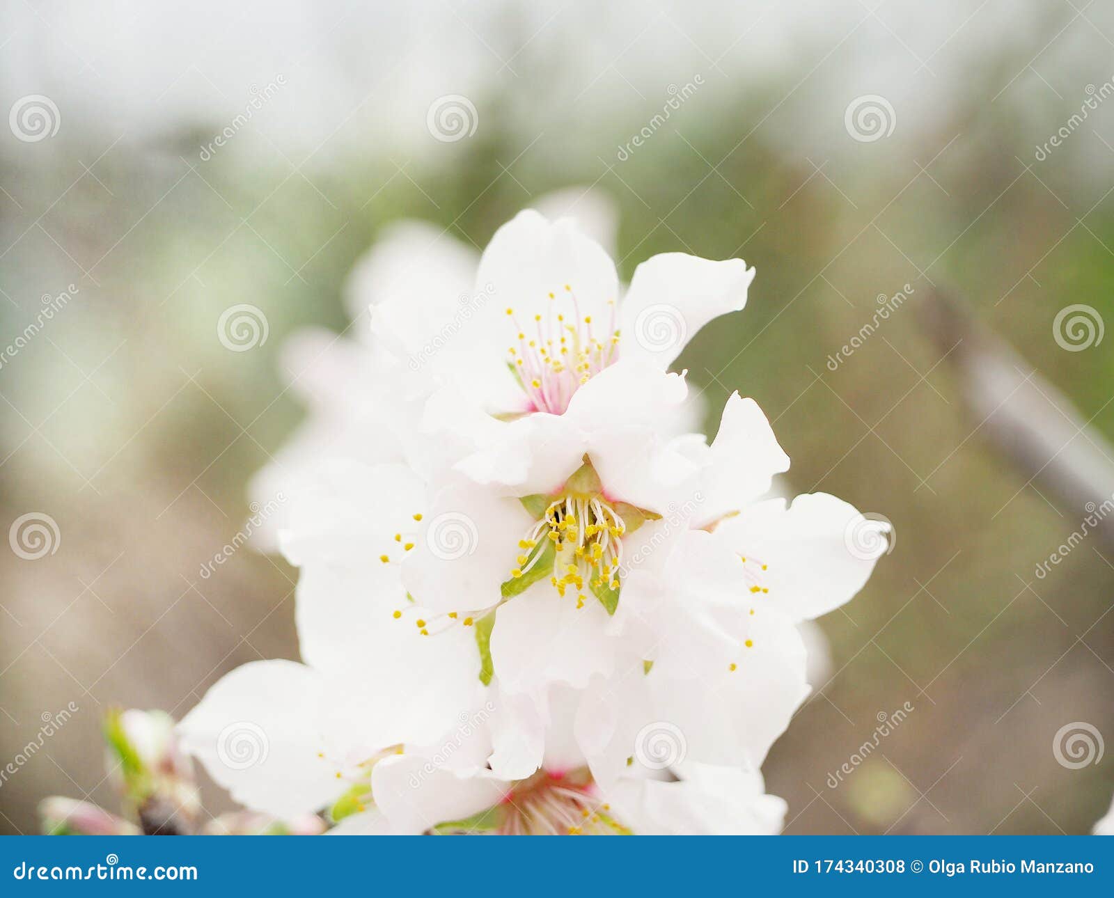 Floral Background with Vibrant Colors Flowers in Spring Stock Photo ...