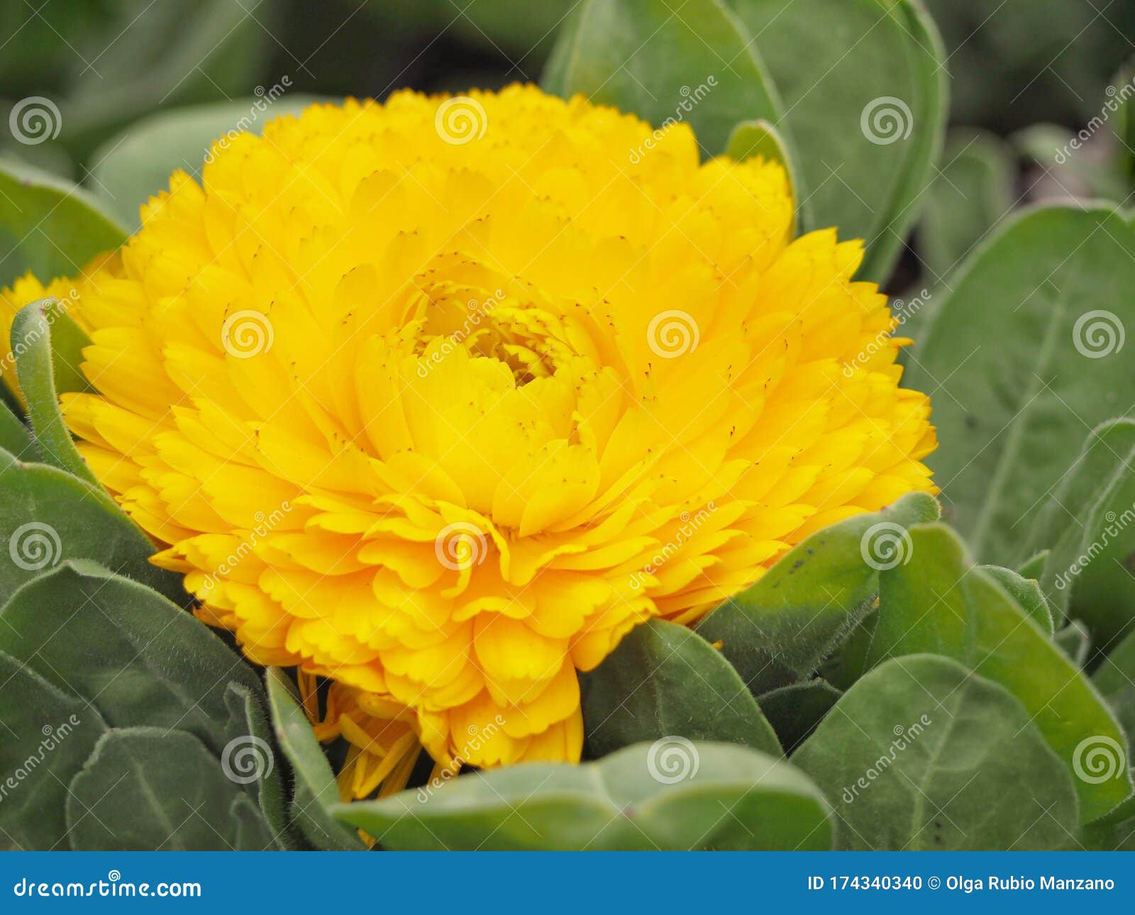 Floral Background with Vibrant Colors Flowers in Spring Stock Photo ...