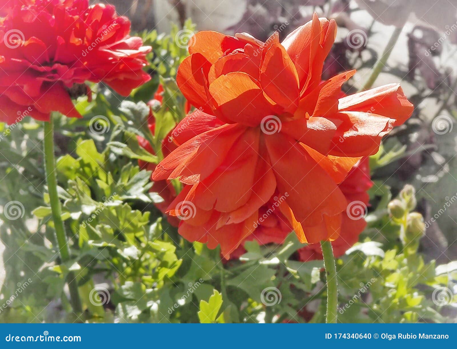 Floral Background with Vibrant Colors Flowers in Spring Stock Photo ...