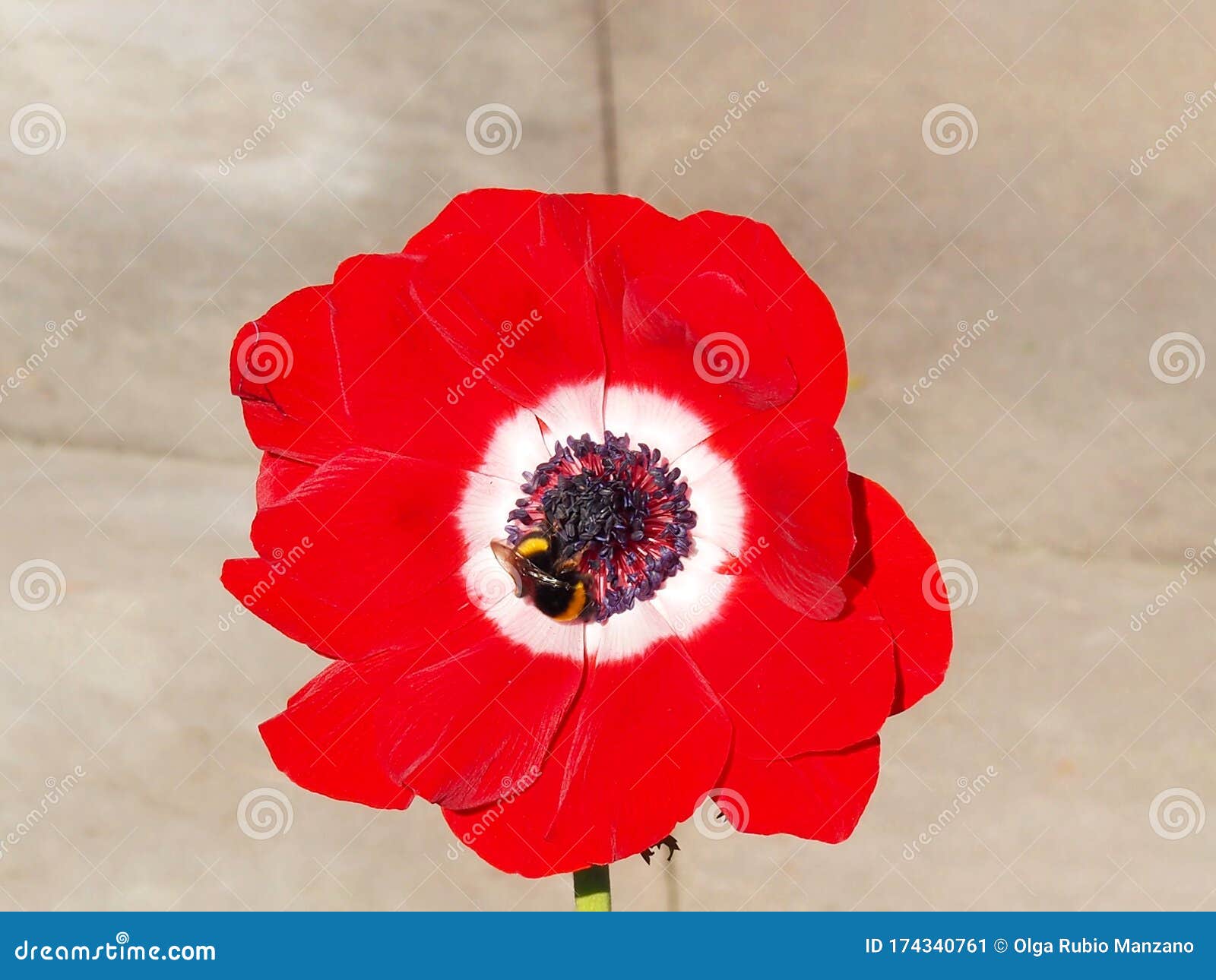 Floral Background with Vibrant Colors Flowers in Spring Stock Image ...