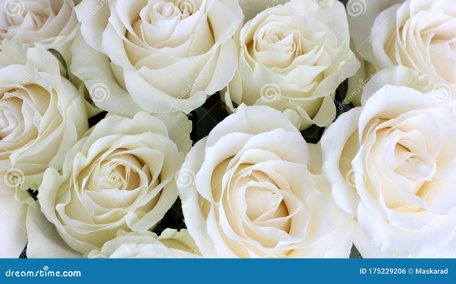 Floral Background with White Roses Stock Photo - Image of flower ...