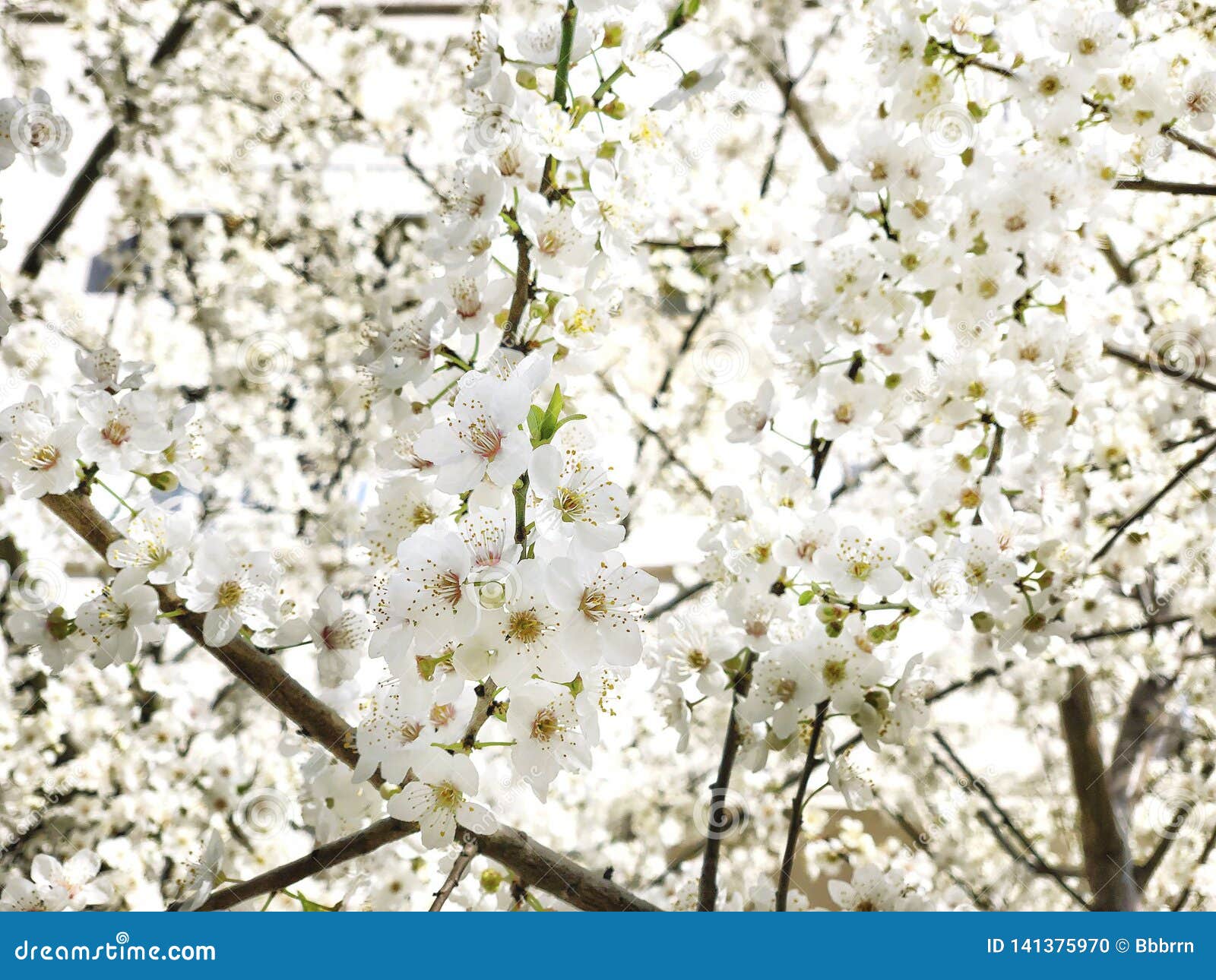 Floral Background with White Spring Flowers on Tree Stock Photo - Image ...