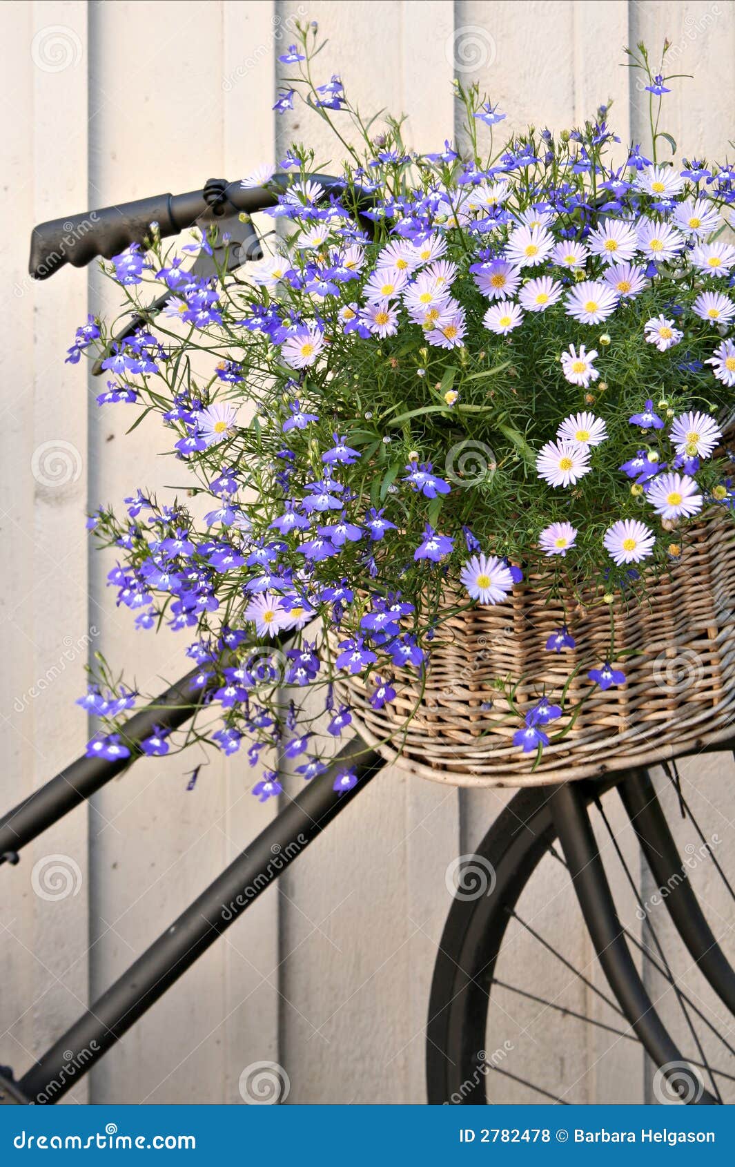 Floral bike stock photo. Image of floral, flower, lobelia - 2782478