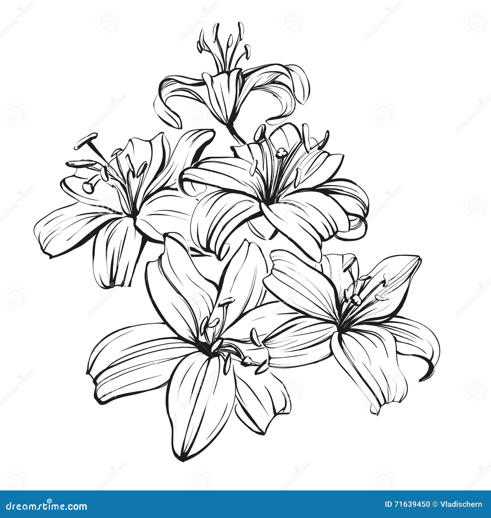 Floral Blooming Lilies Hand Drawn Vector Illustration Sketch Stock ...