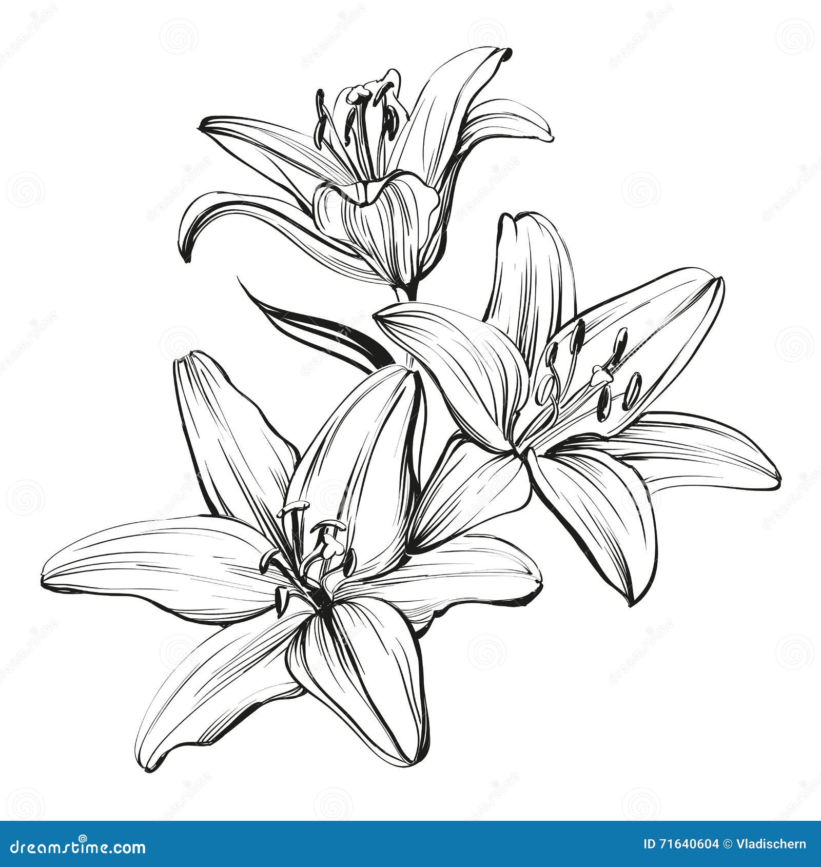 Floral Blooming Lilies Hand Drawn Vector Illustration Sketch Stock ...